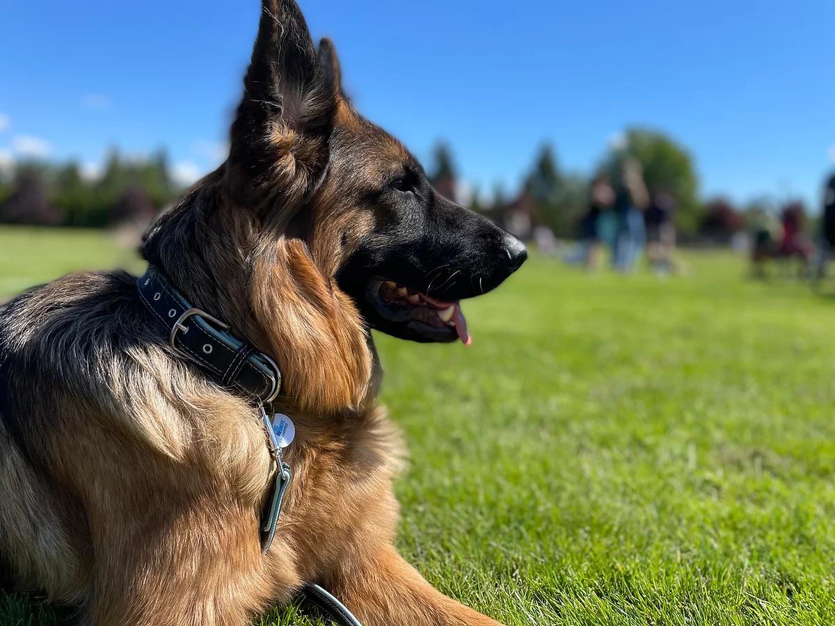 London German Shepherds in Washington | German Shepherd puppies | Good Dog