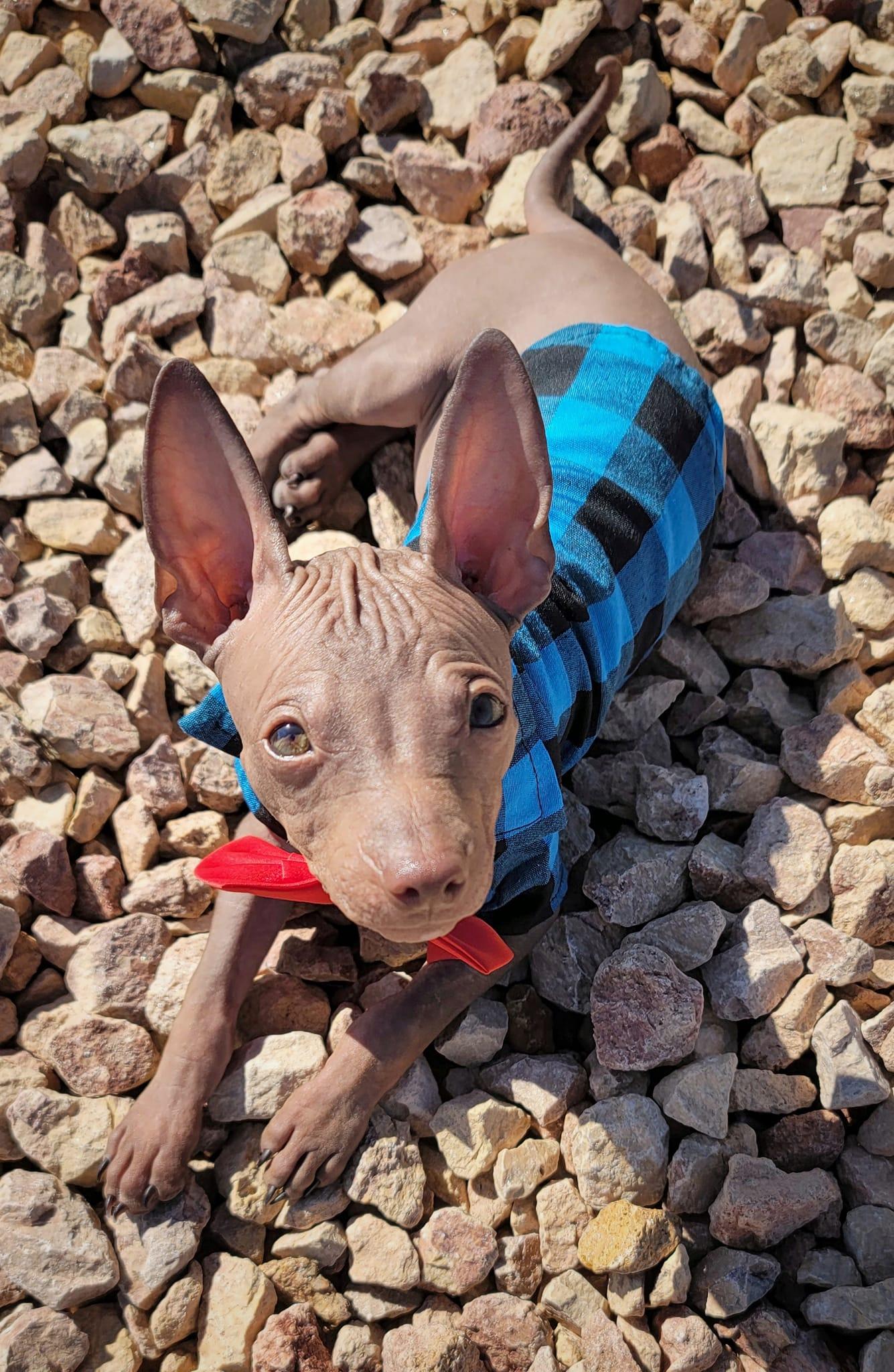 Chupacabra Kennel in Colorado | American Hairless Terrier puppies ...