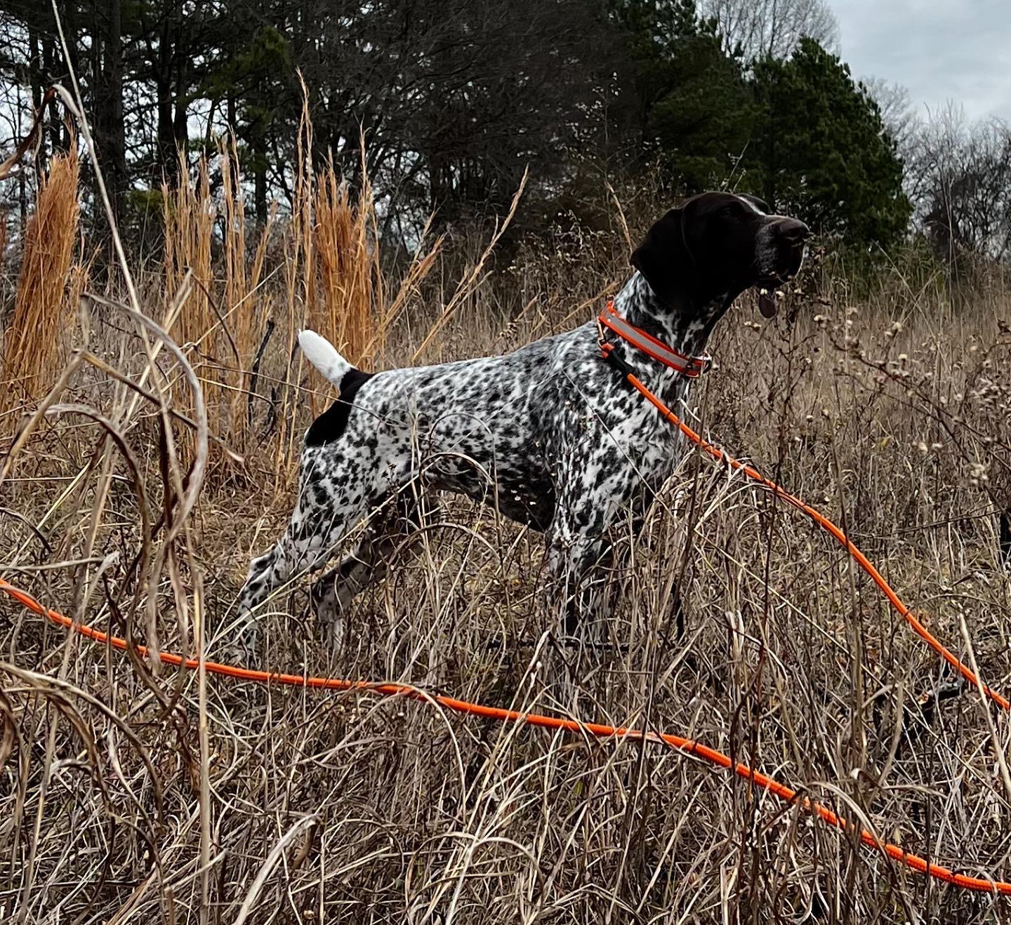 QuietStorm German Shorthaired Pointers Reg. in North Carolina | German ...