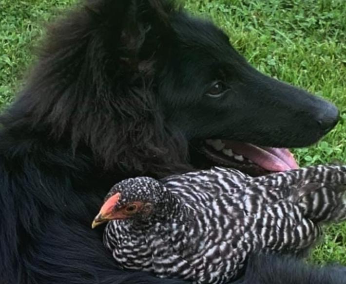 Blue Moon Belgian Sheepdogs in Colorado | Belgian Sheepdog puppies ...