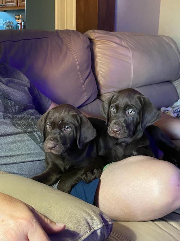 Talk Timber Kennels in Louisiana | Labrador Retriever puppies | Good Dog