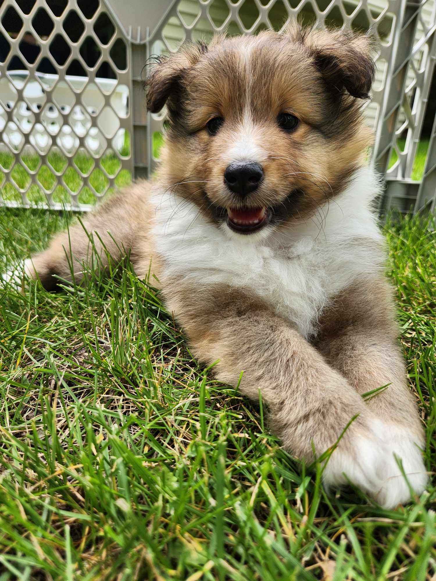 Triple S Shelties in Wisconsin | Shetland Sheepdog puppies | Good Dog