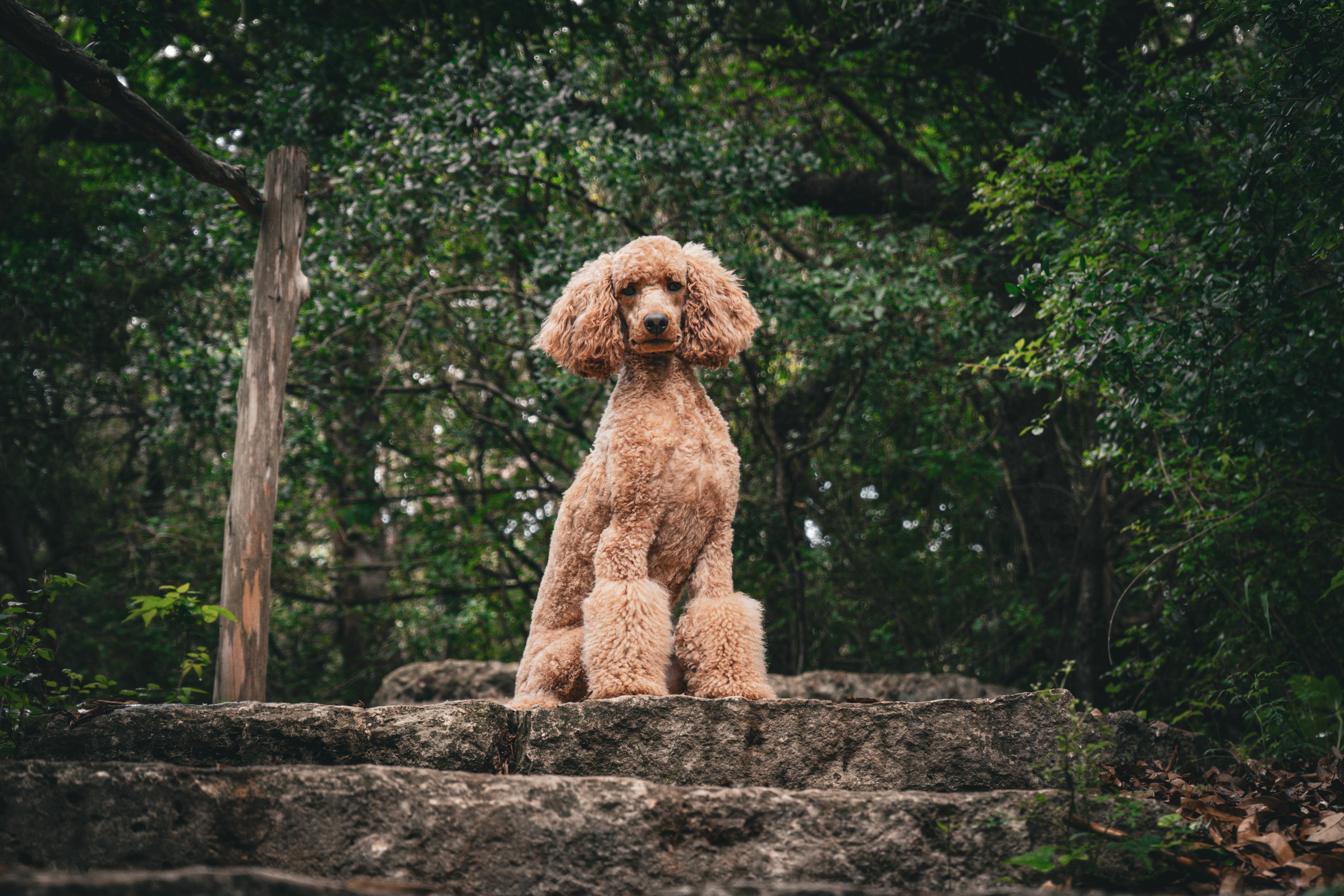 Mezzo Poodles in Texas | Poodle puppies | Good Dog