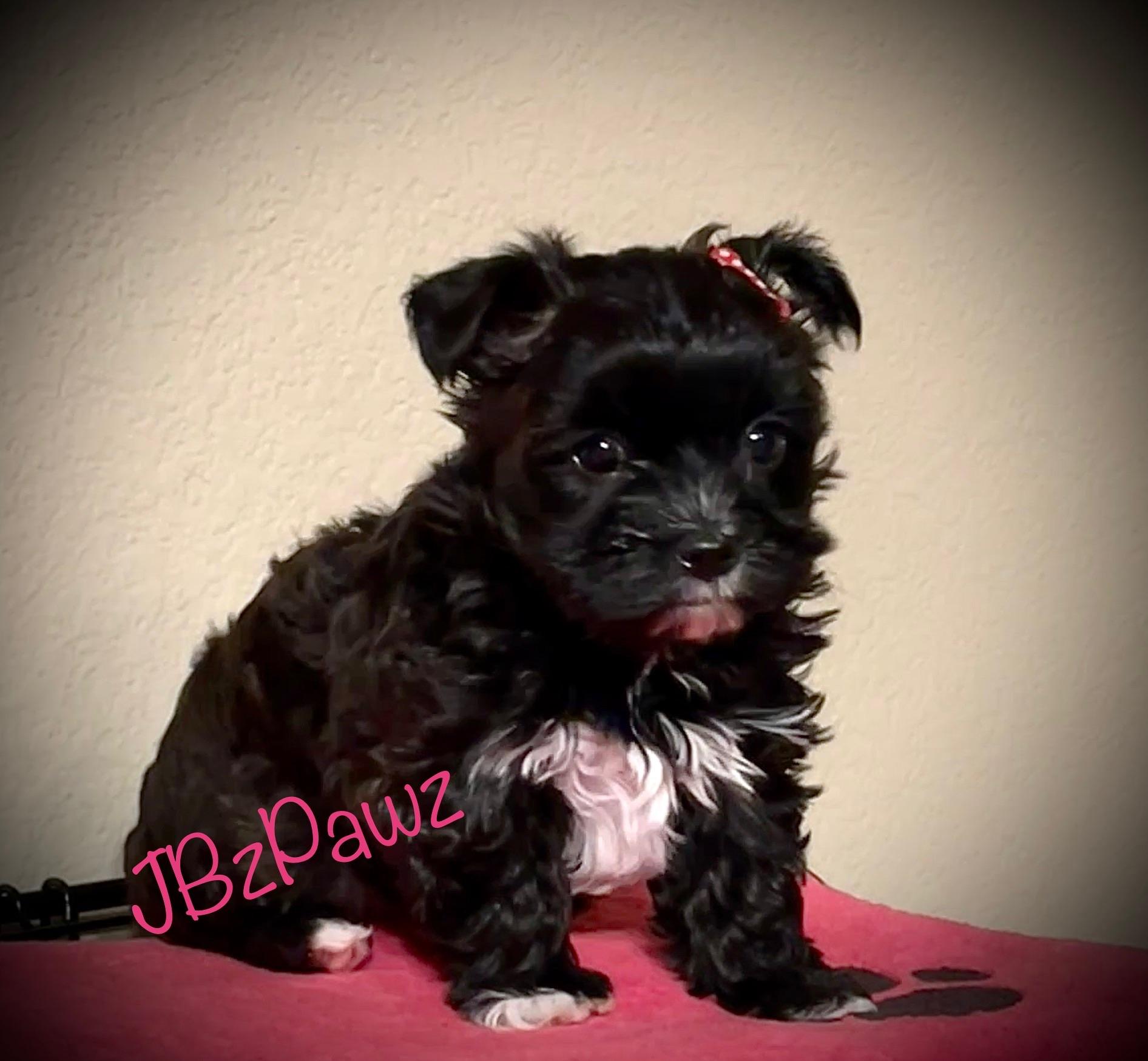 JBzPawz in Texas | Yorkshire Terrier puppies | Good Dog