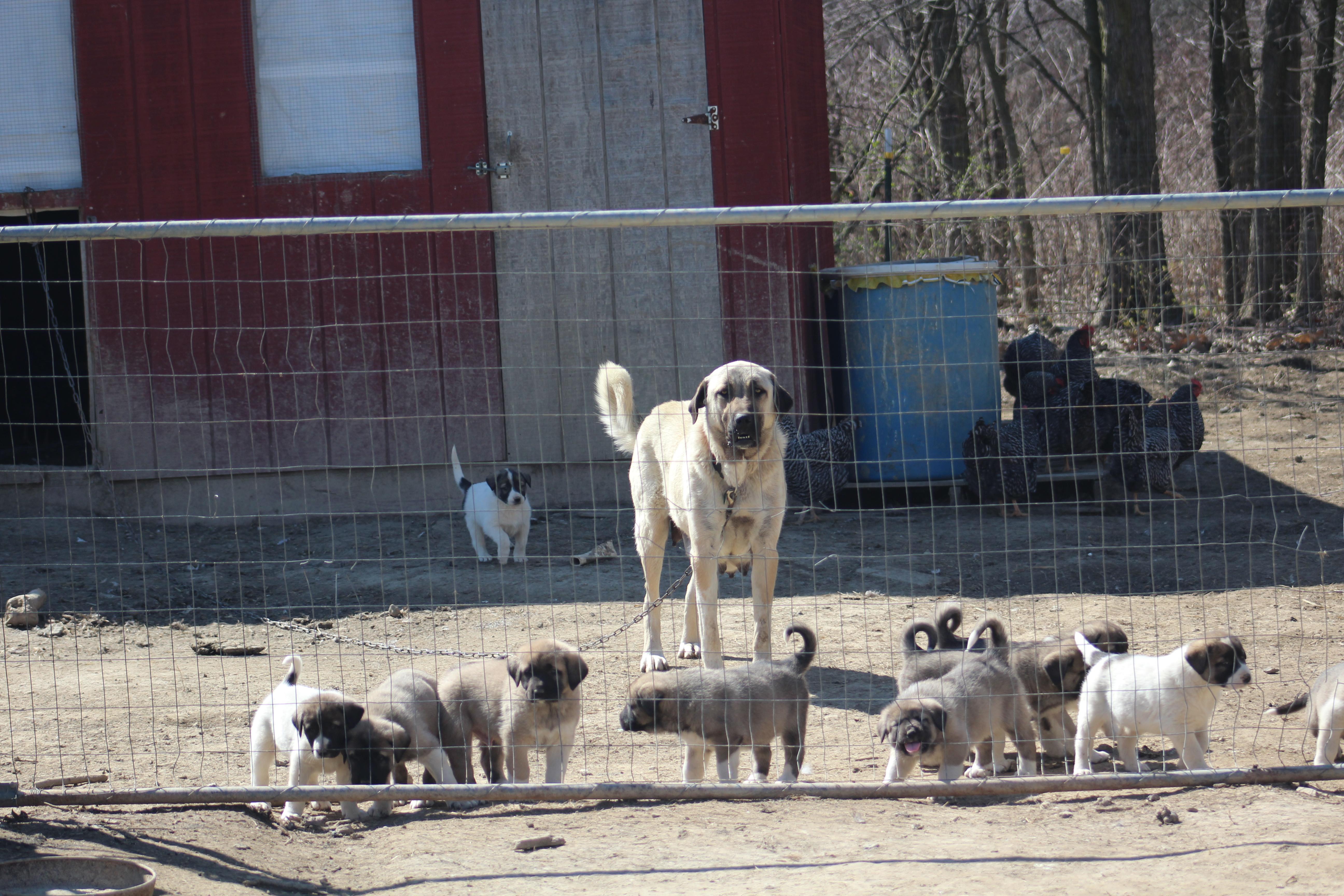 Brotherton Family Farms in Ohio | Anatolian Pyrenees puppies | Good Dog
