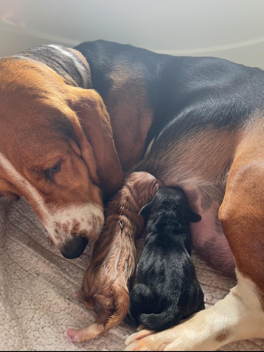 LONG EARS FARM AKC BASSET HOUNDS in South Carolina | Basset Hound ...