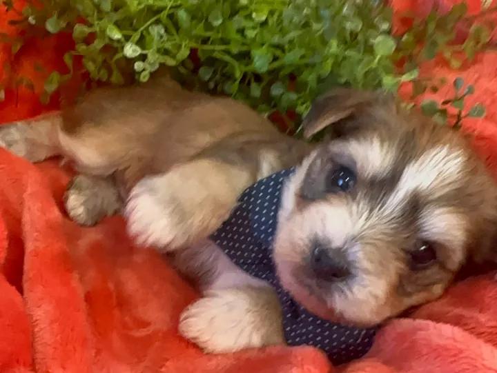 Sugar & Spice Yorkies in Arizona | Yorkshire Terrier puppies | Good Dog