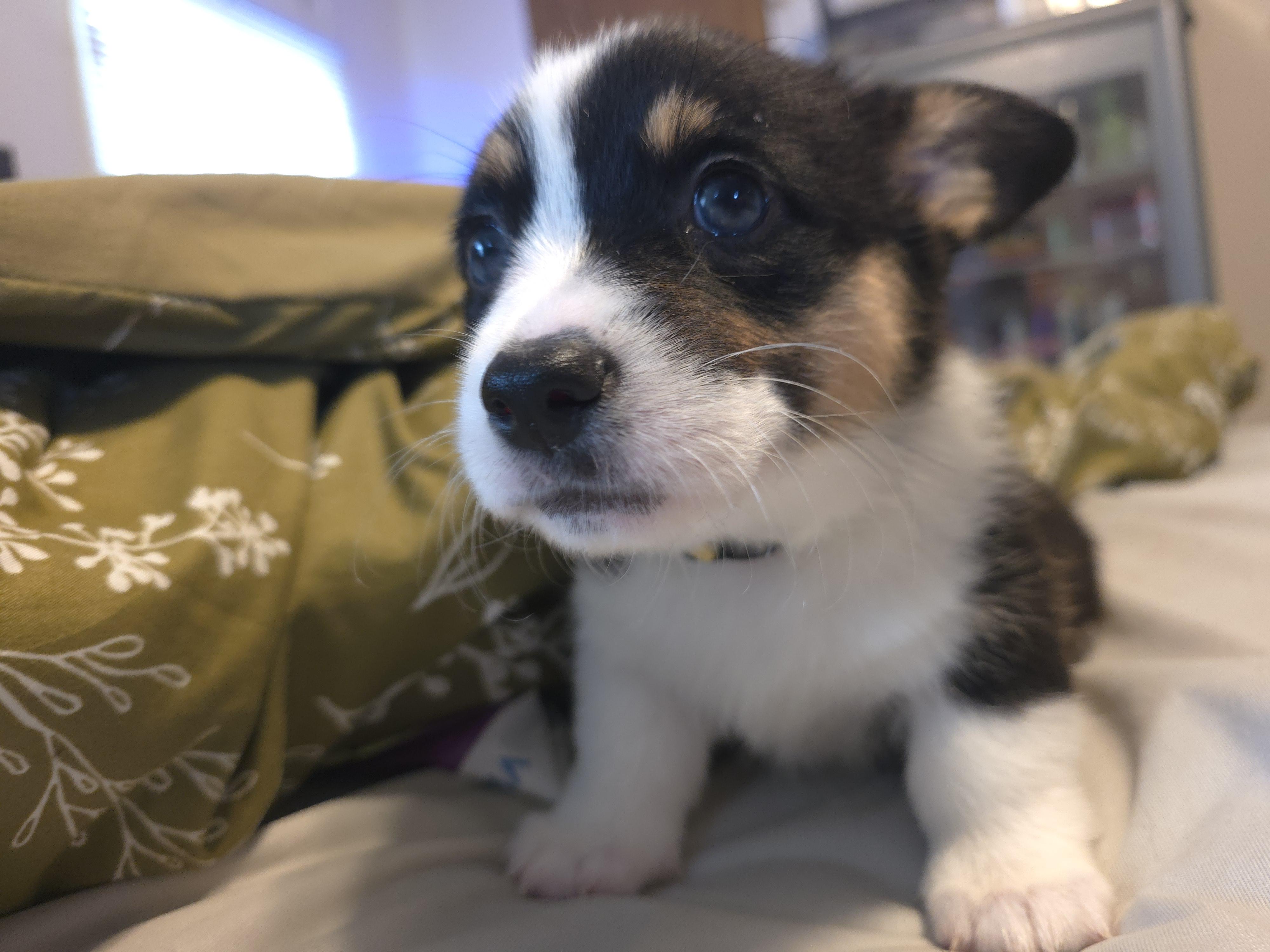 Short & Stout in New York | Pembroke Welsh Corgi puppies | Good Dog
