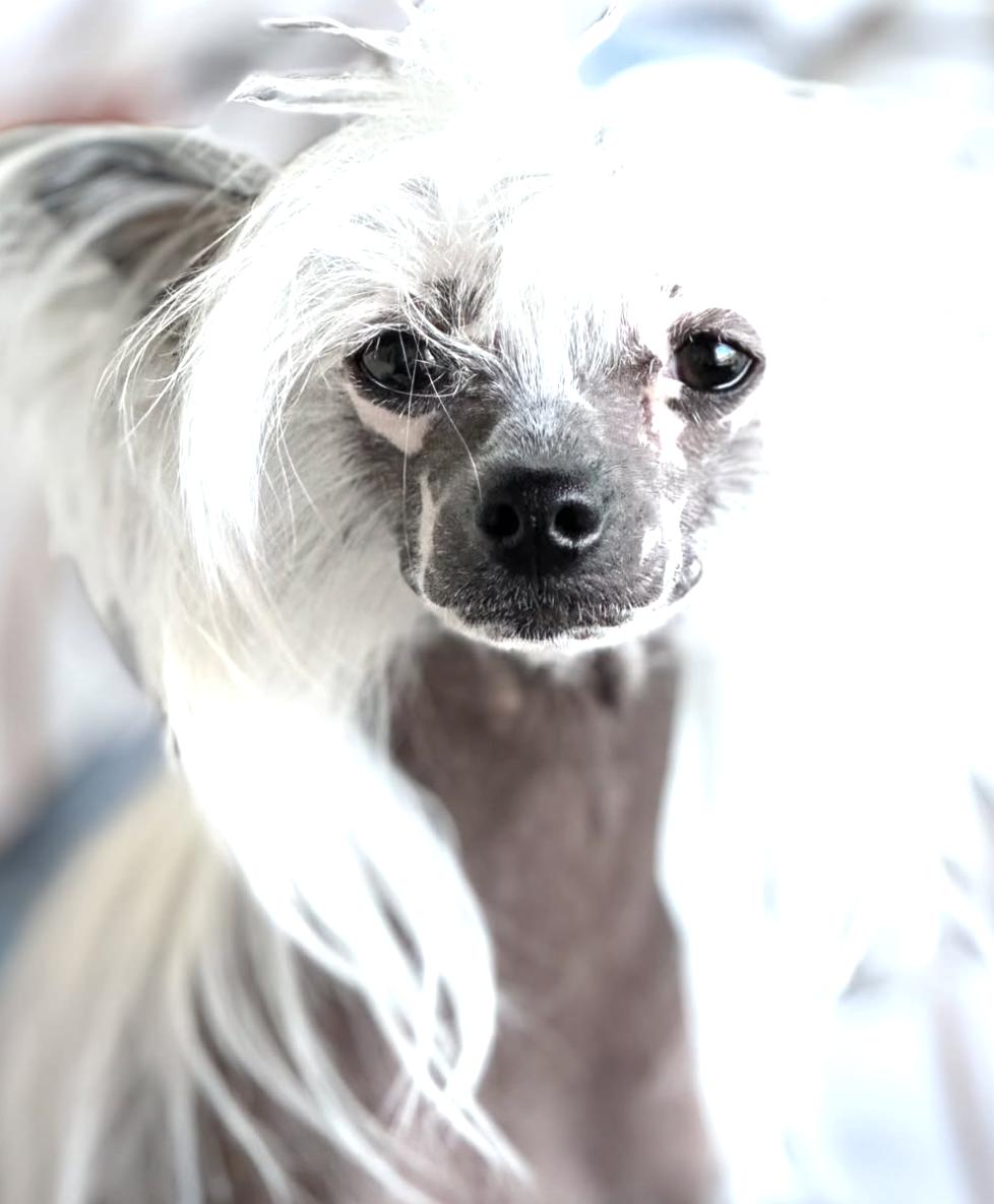 Royal Chinese Crested in California | Chinese Crested puppies | Good Dog