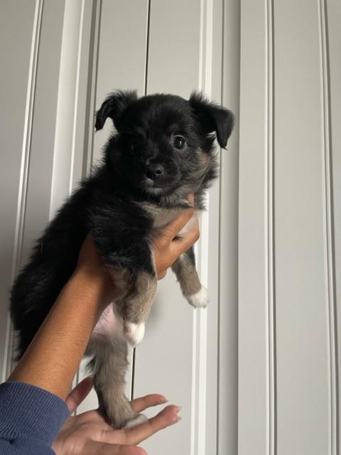Pale Moon Aussies in Texas | Miniature Australian Shepherd puppies ...
