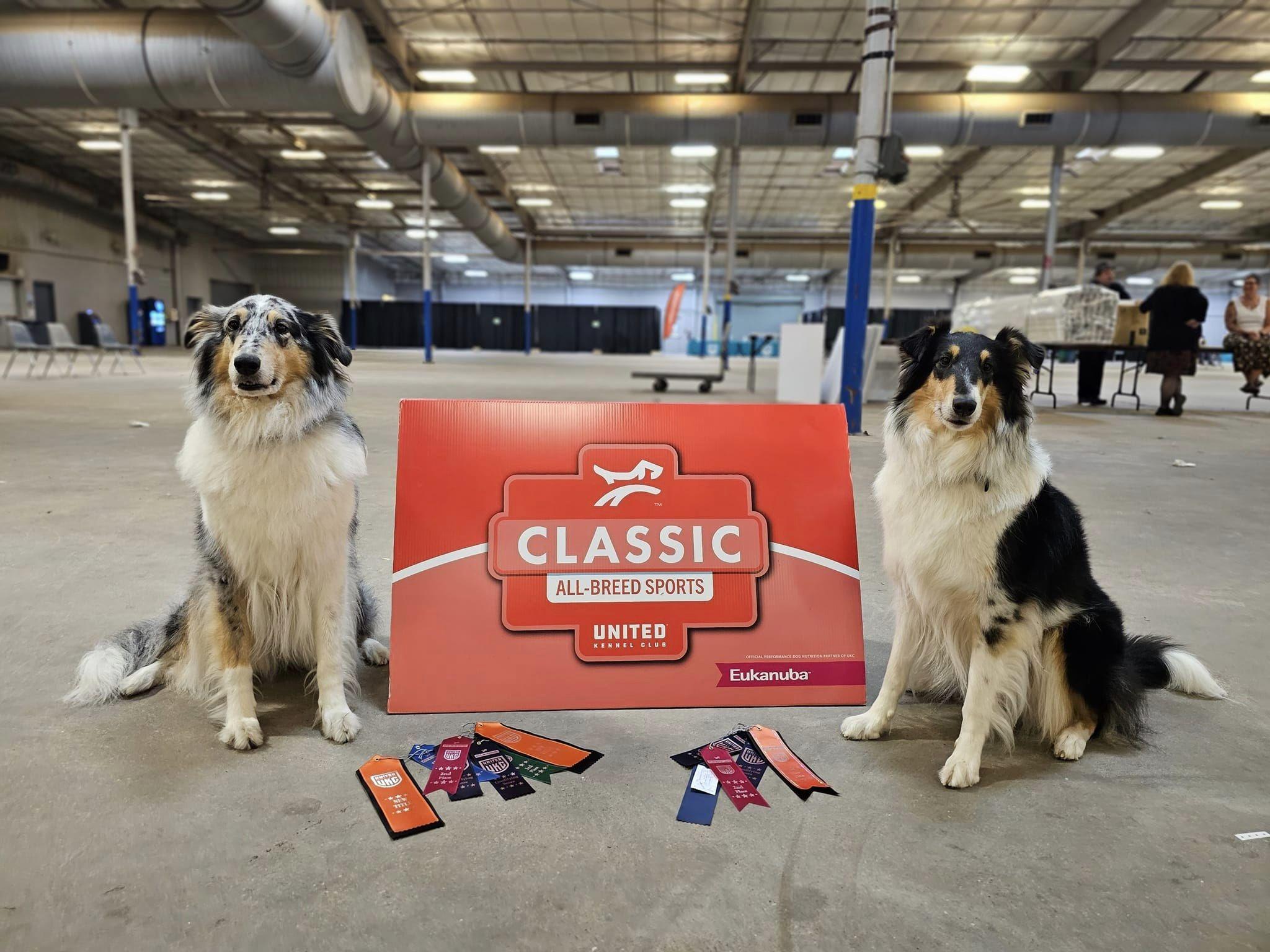 Urquhart Collies in Texas | Scottish Collie puppies | Good Dog