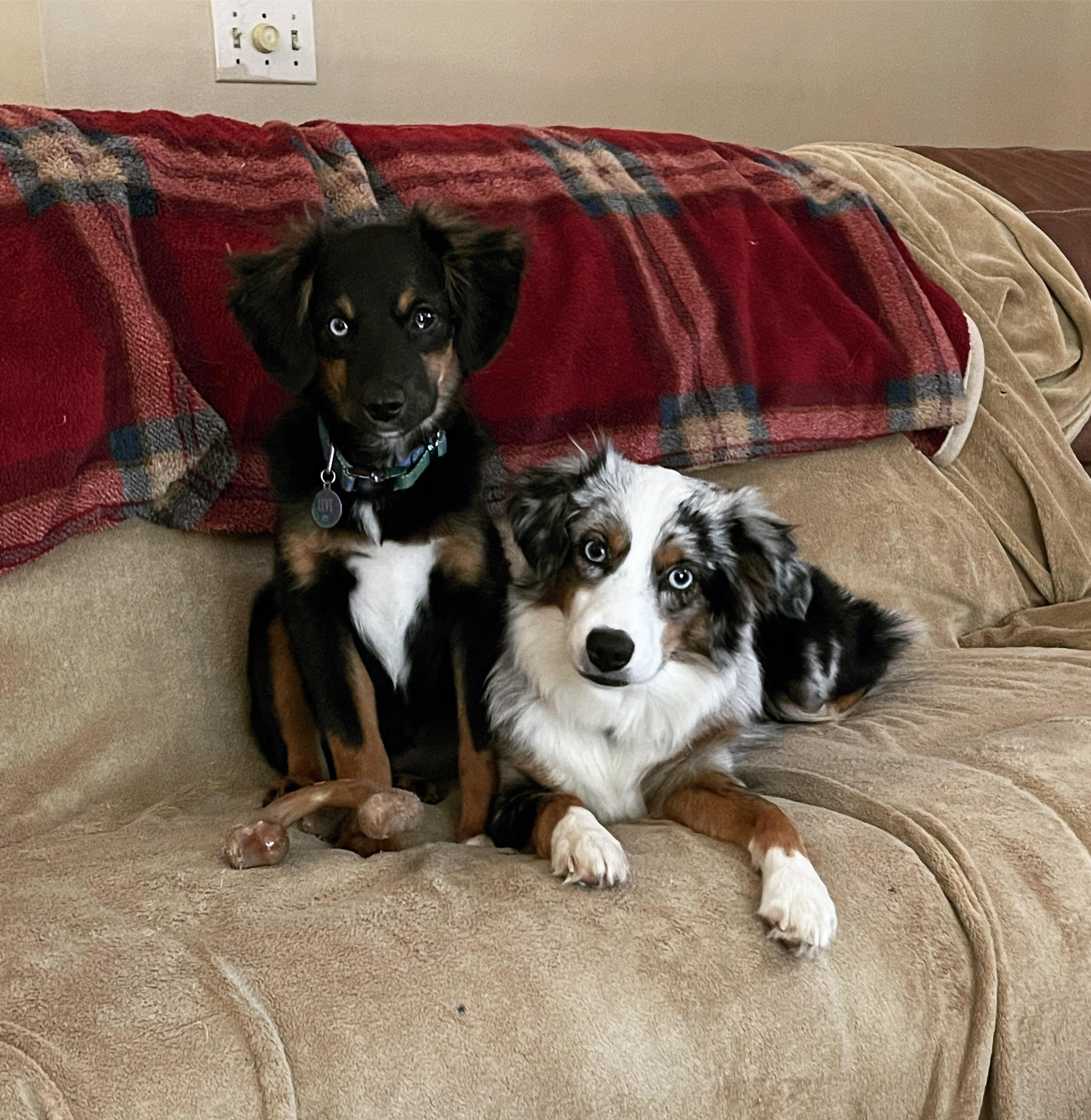 Cypress Grove Aussie in Florida | Australian Shepherd, Miniature ...