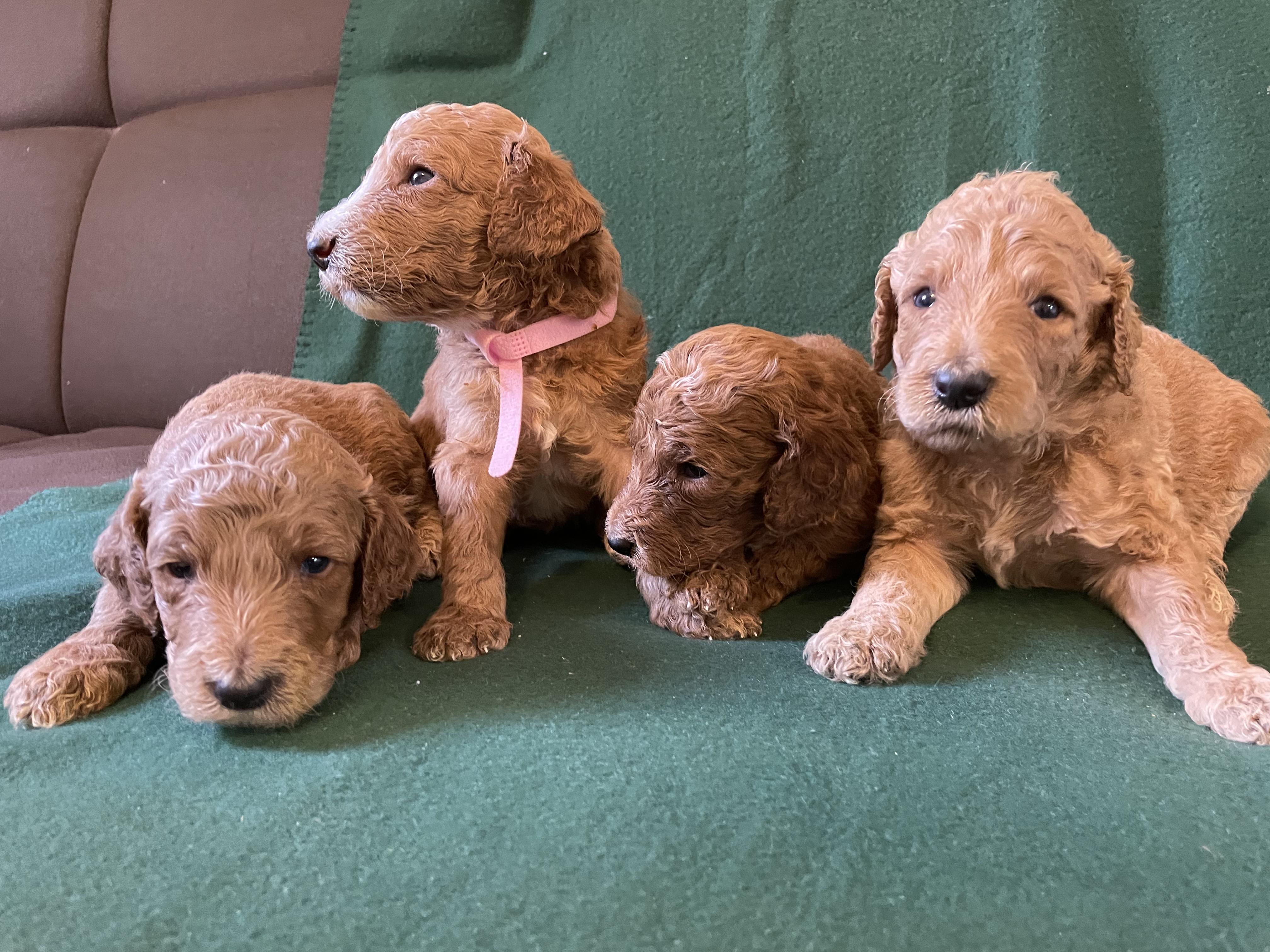 Shab's Standard Poodle in California | Poodle puppies | Good Dog