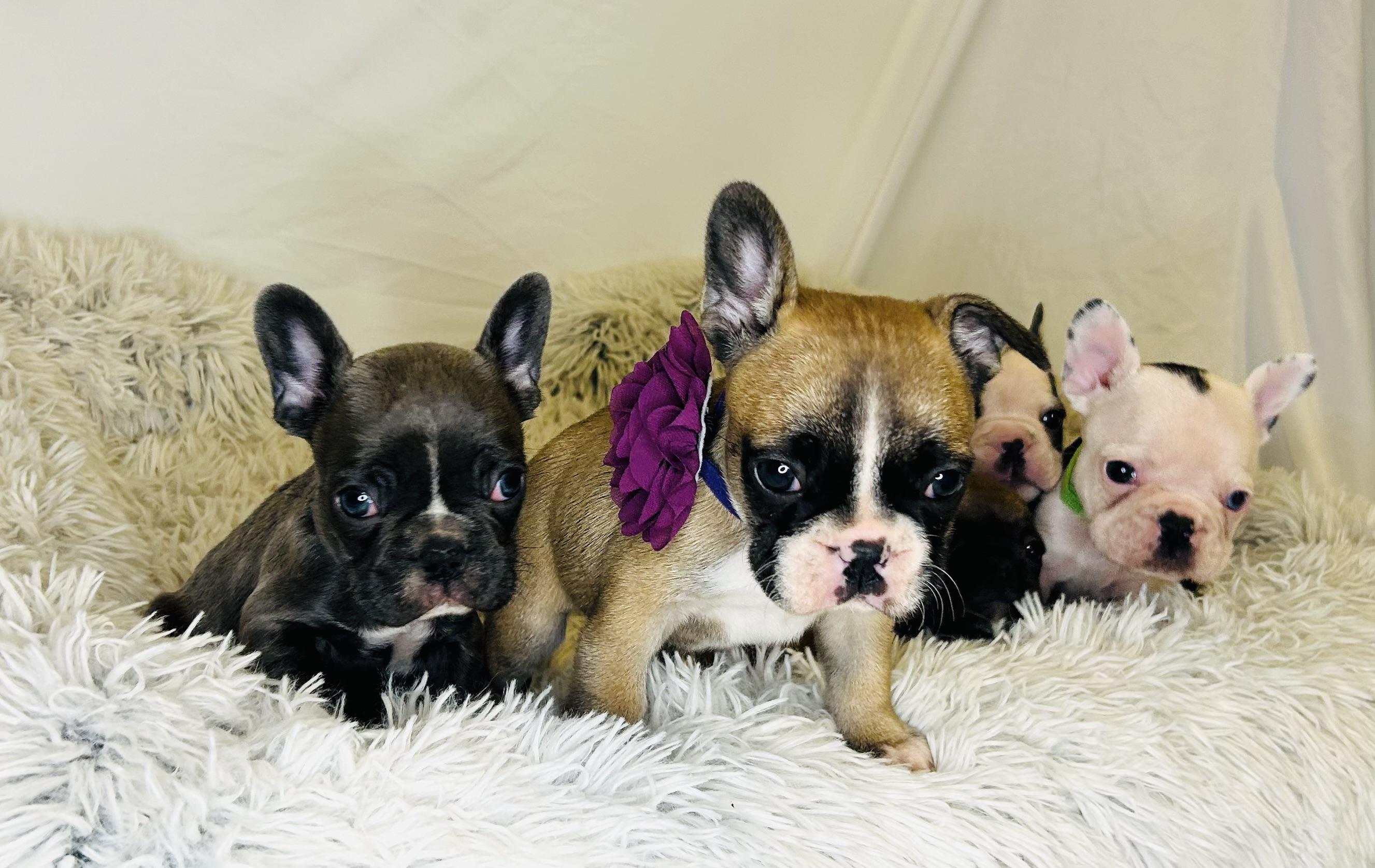 For The Love of Frenchies in Washington | French Bulldog puppies | Good Dog
