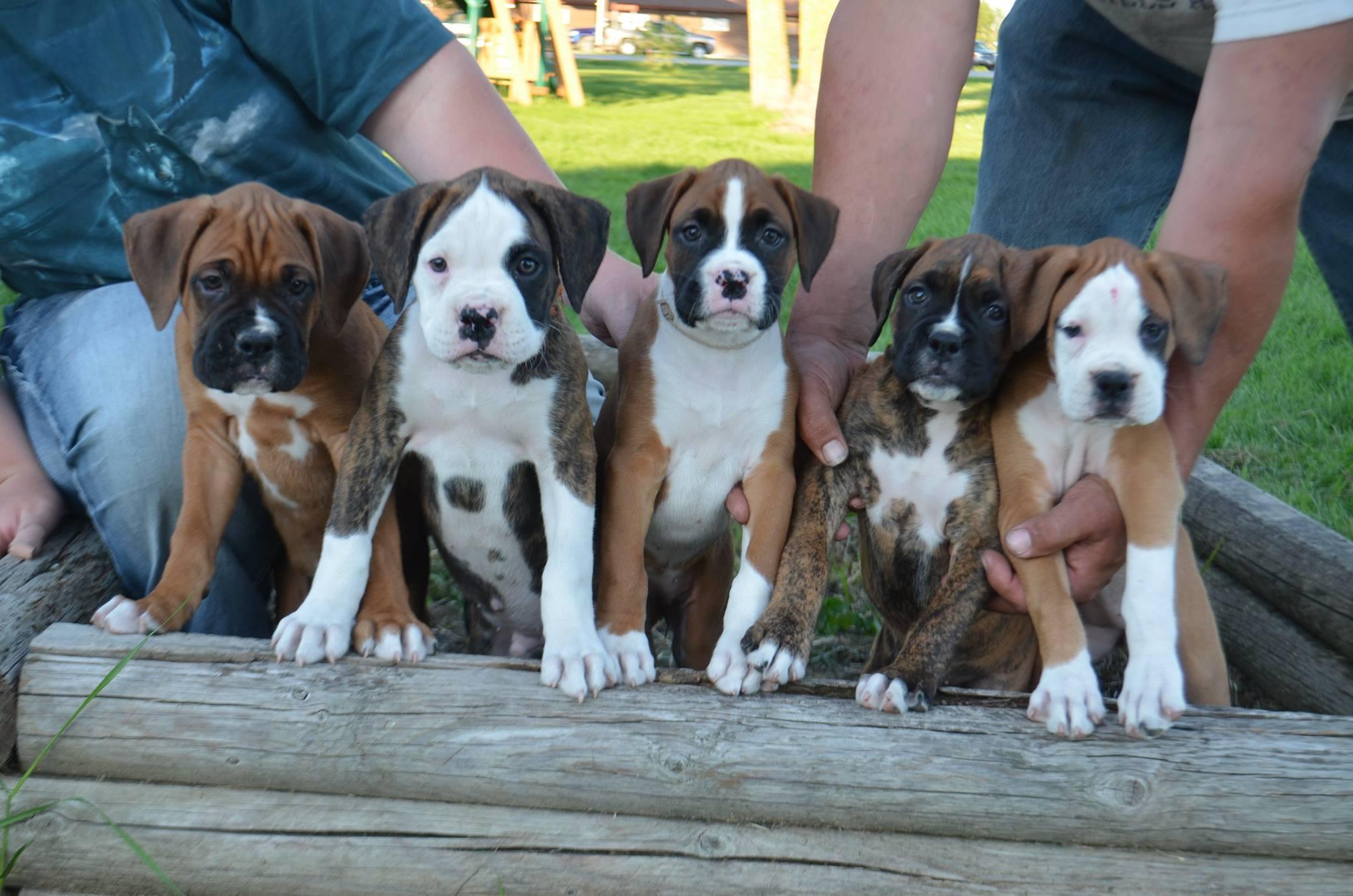 Bear Country Boxers in Minnesota | Boxer puppies | Good Dog
