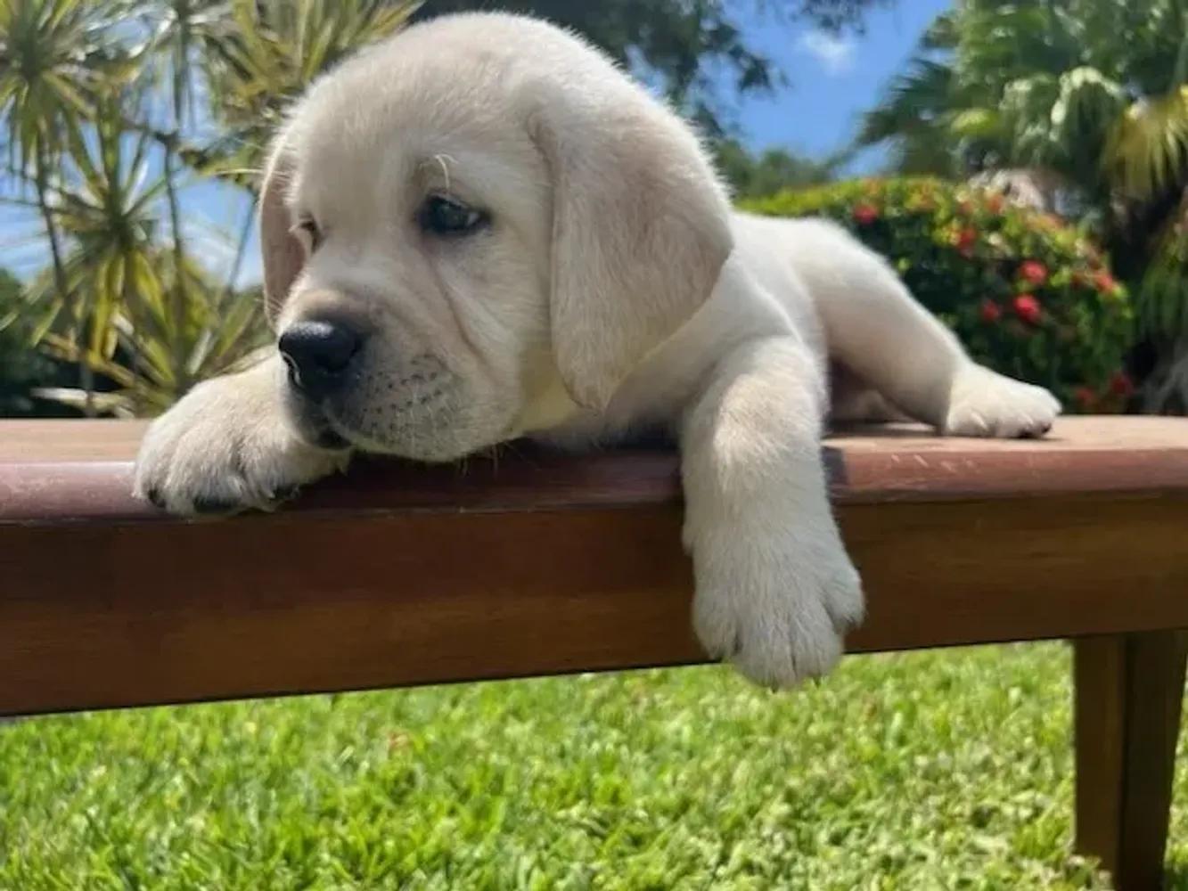 TakeMeHome Retrievers in Florida | Labrador Retriever puppies | Good Dog