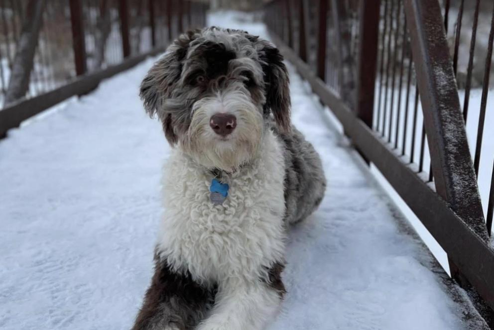 Northern Sky Doodles in Alaska | Double Doodle puppies | Good Dog