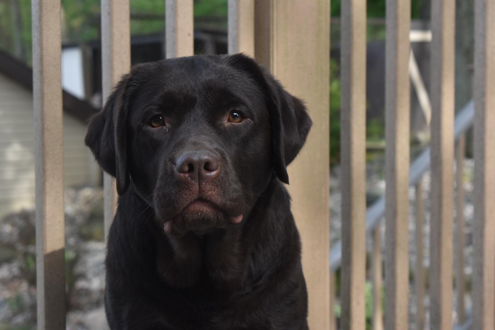 Odie Acres Labradors in Wisconsin | Labrador Retriever puppies | Good Dog
