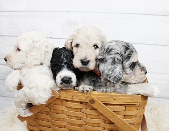 Alexander Oodles of Doodles in Maryland | Aussiedoodle puppies | Good Dog