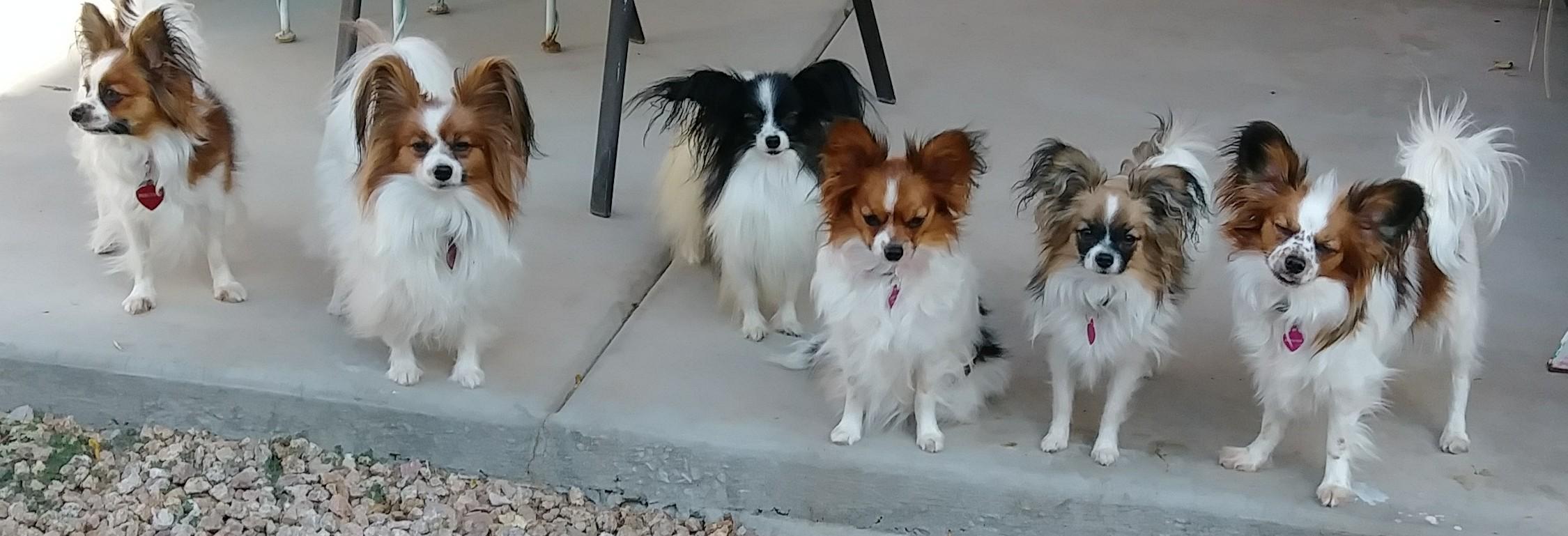Shenanigans Family Papillons in Arizona | Papillon puppies | Good Dog