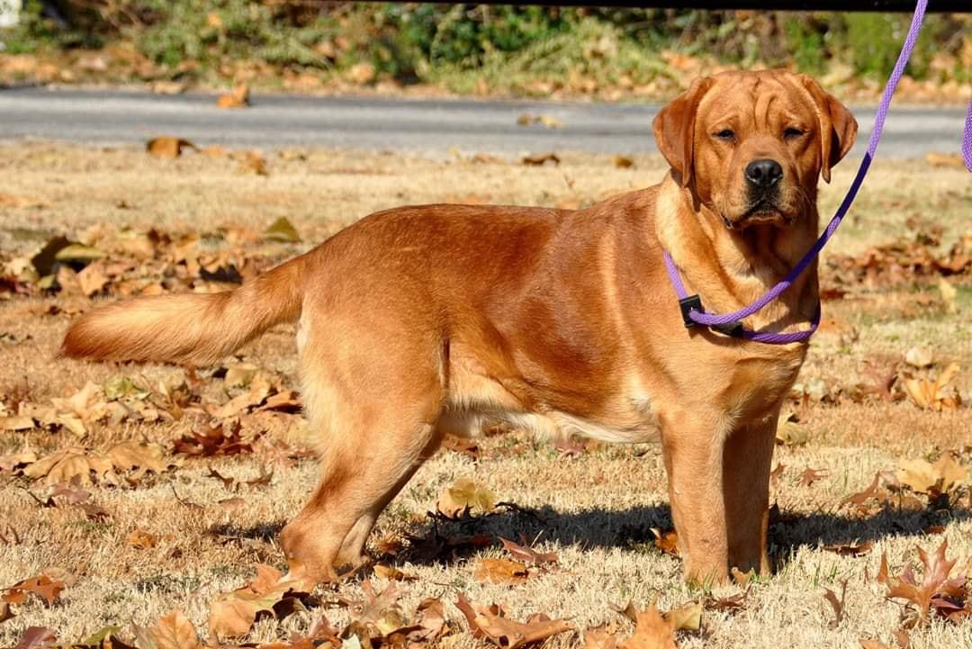Red Moon Labradors in Kansas | Labrador Retriever puppies | Good Dog