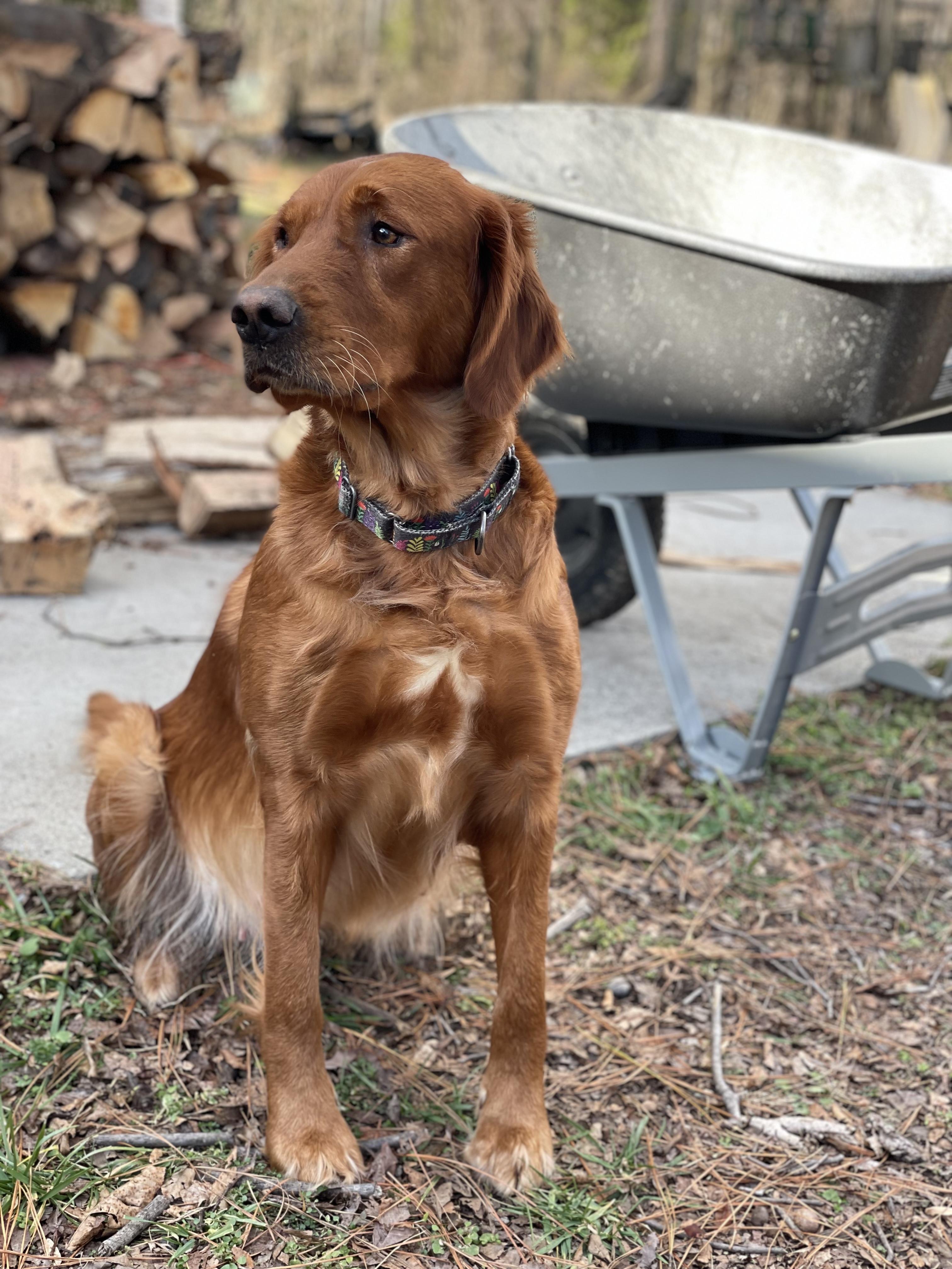 Red Ridge Retrievers in Virginia | Golden Retriever puppies | Good Dog
