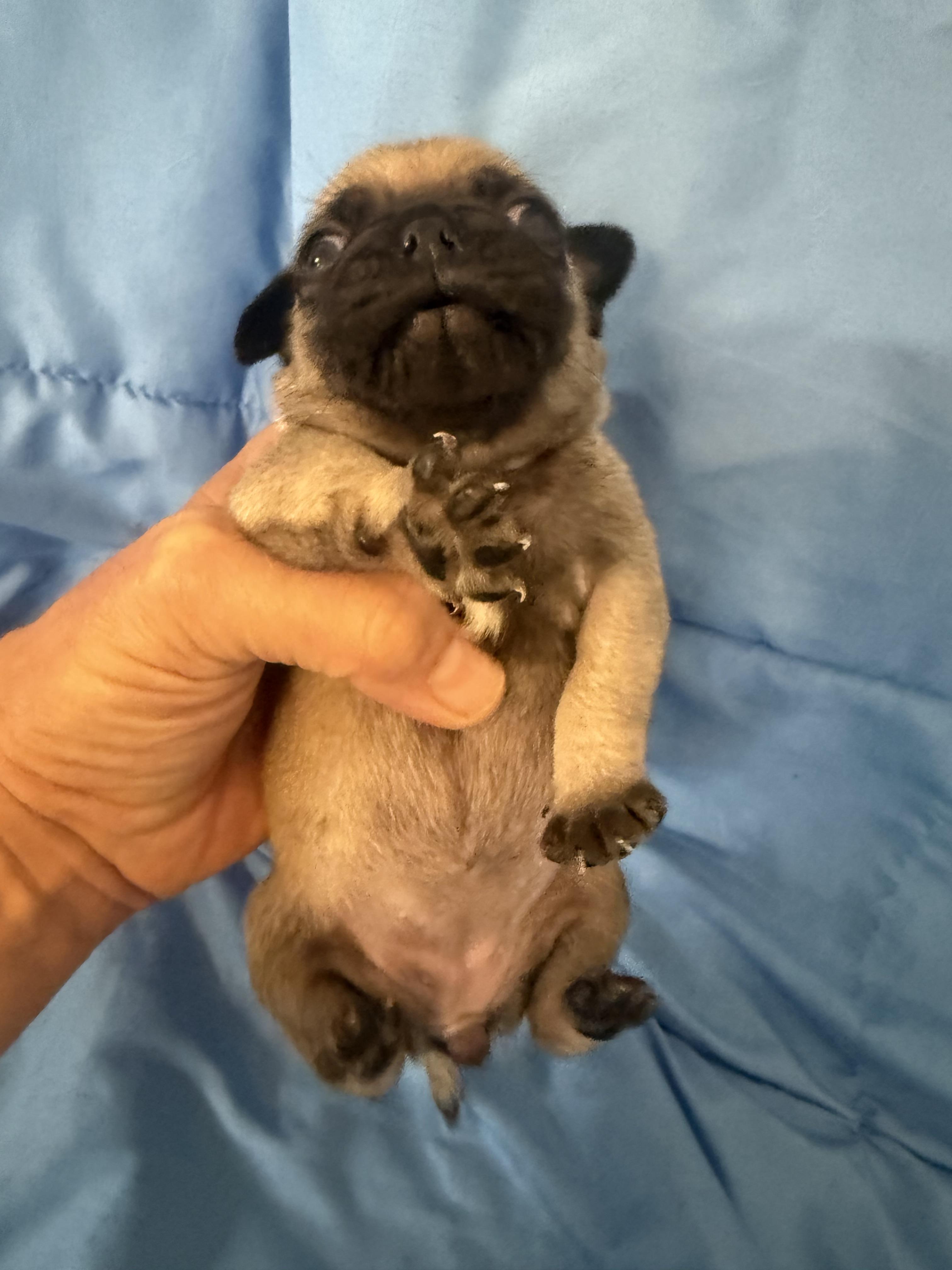 Wratchford Farms in West Virginia | Pug puppies | Good Dog