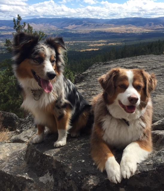 RainDancer Pups in Montana | Miniature American Shepherd puppies | Good Dog