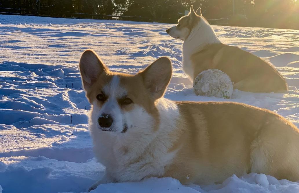 Corgis of Narnia in Oregon | Pembroke Welsh Corgi puppies | Good Dog