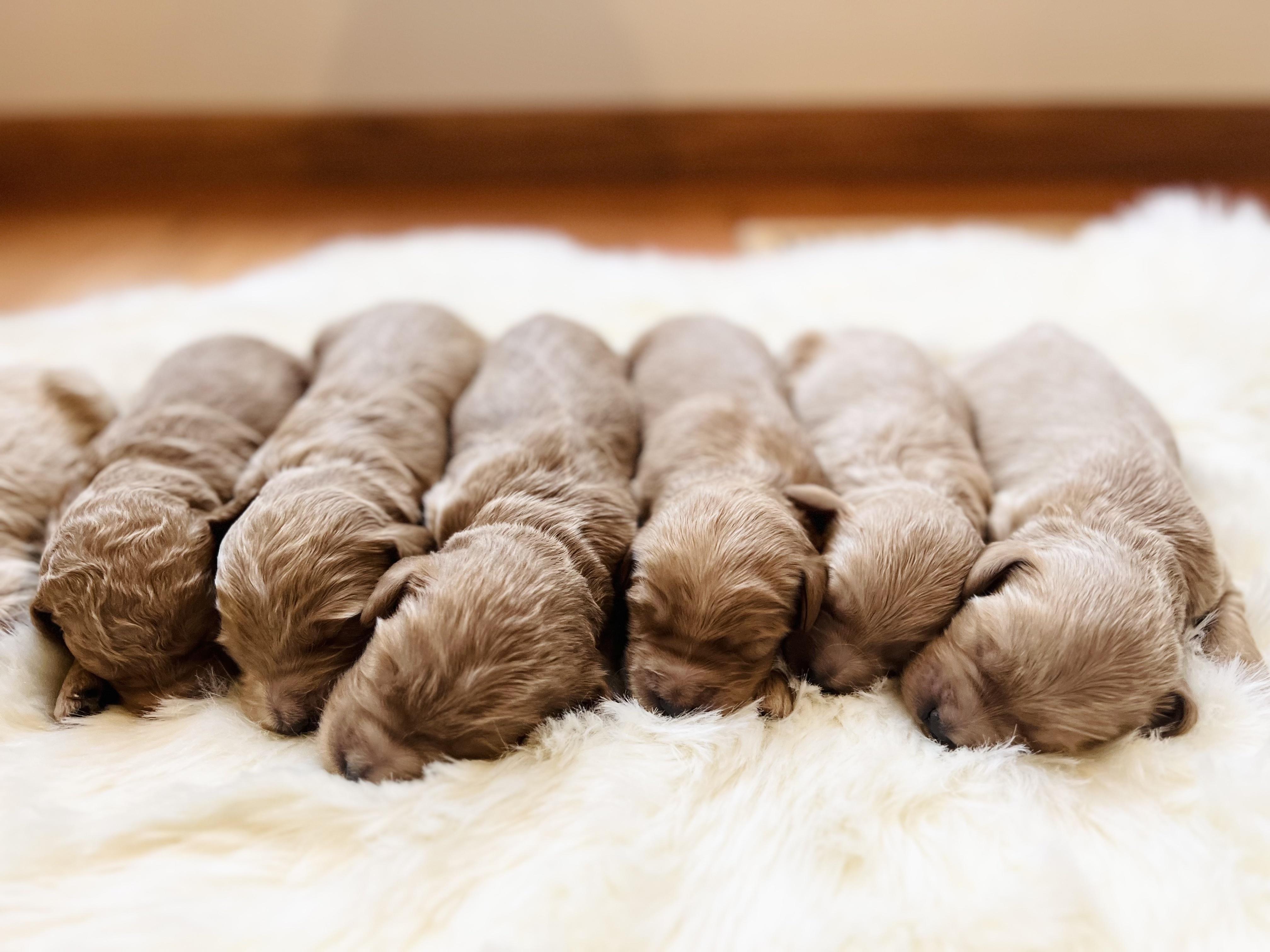 Pippi's Puppies in Iowa | Bernedoodle puppies | Good Dog