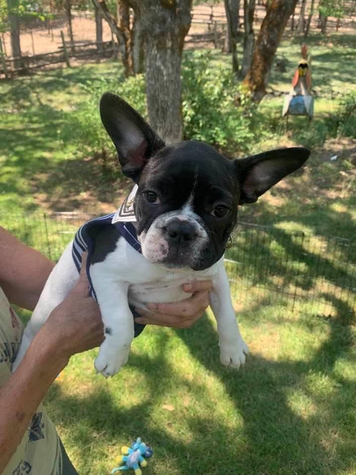 Peaks Ranches in Oregon | French Bulldog puppies | Good Dog