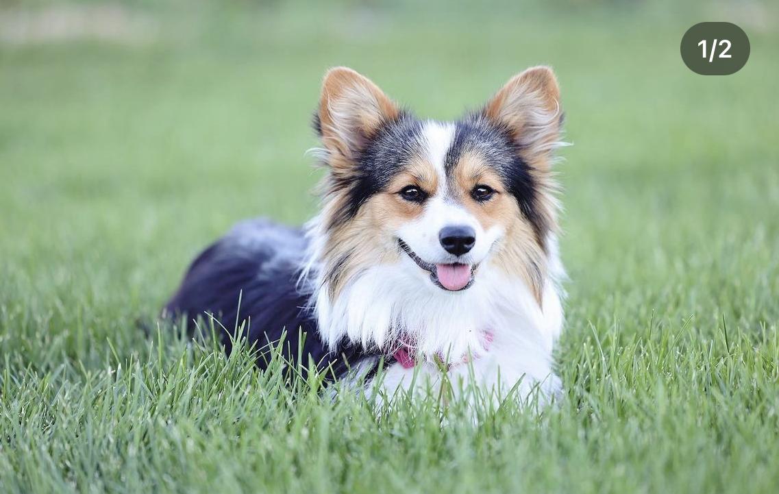 Pyne Corgis in Utah | Pembroke Welsh Corgi puppies | Good Dog