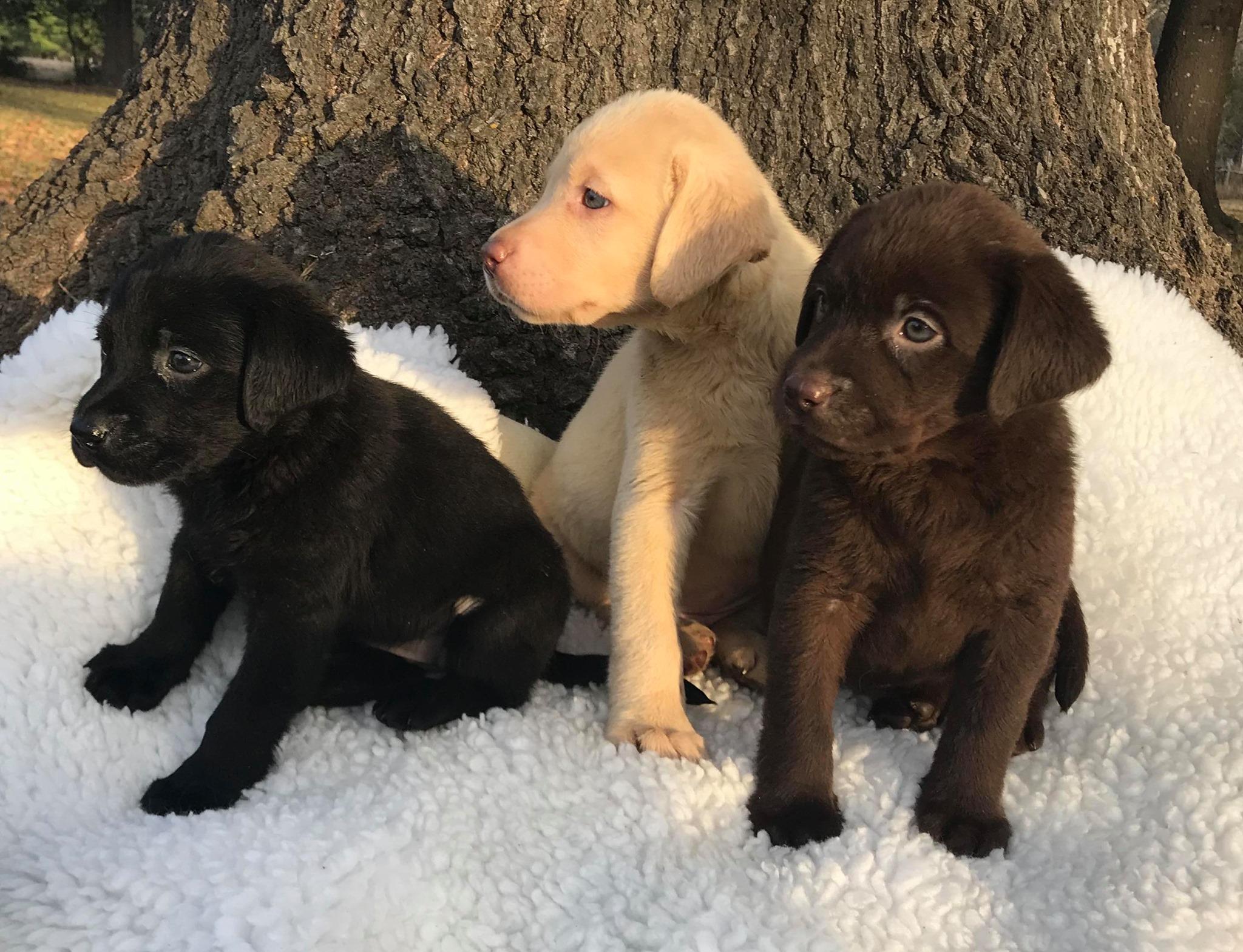 Cross G Farms in Texas | Labrador Retriever puppies | Good Dog