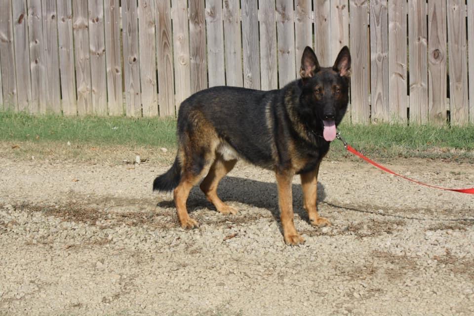 Reizarf Kennels in Oklahoma | German Shepherd puppies | Good Dog