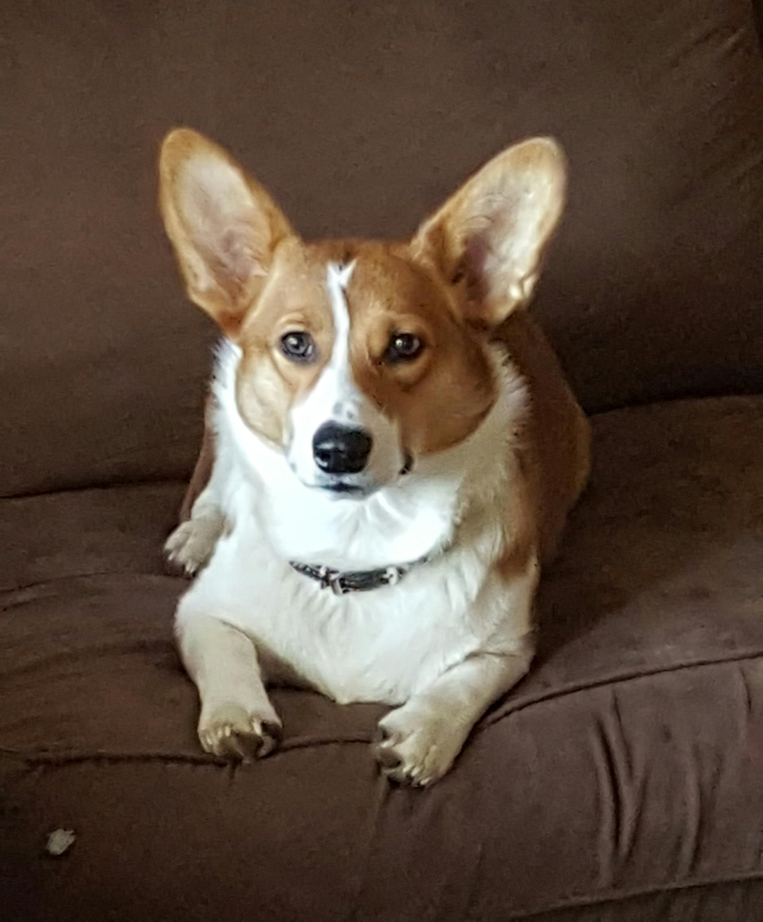 Butte Bottom Corgis in Oklahoma | Pembroke Welsh Corgi puppies | Good Dog