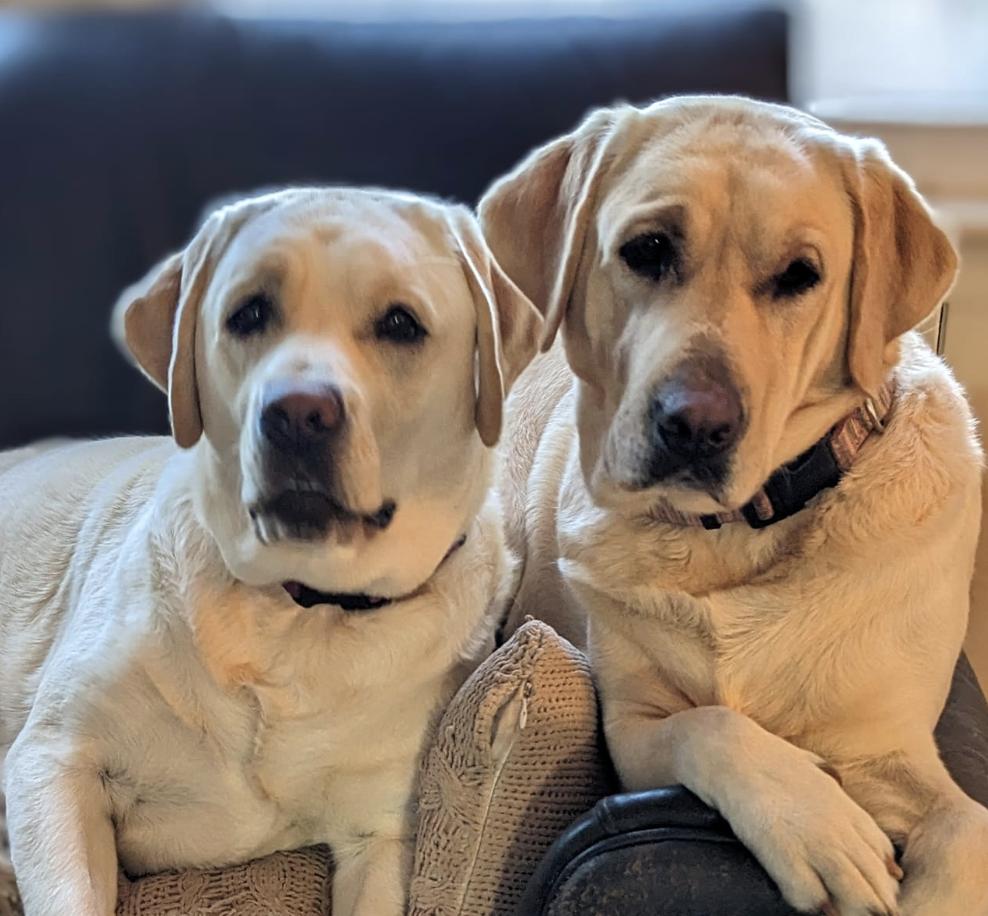 Green Pastures Labrador Retrievers in North Carolina | Labrador ...