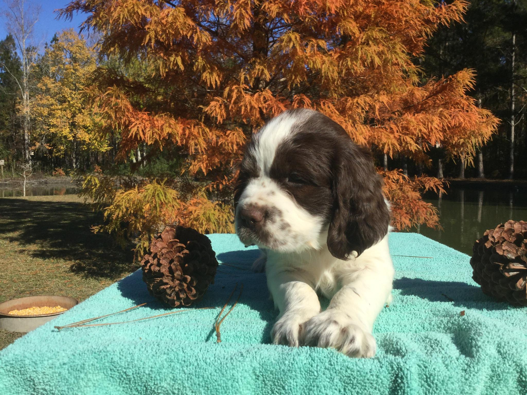 Big Bay Kennels LLC in North Carolina | English Springer Spaniel ...