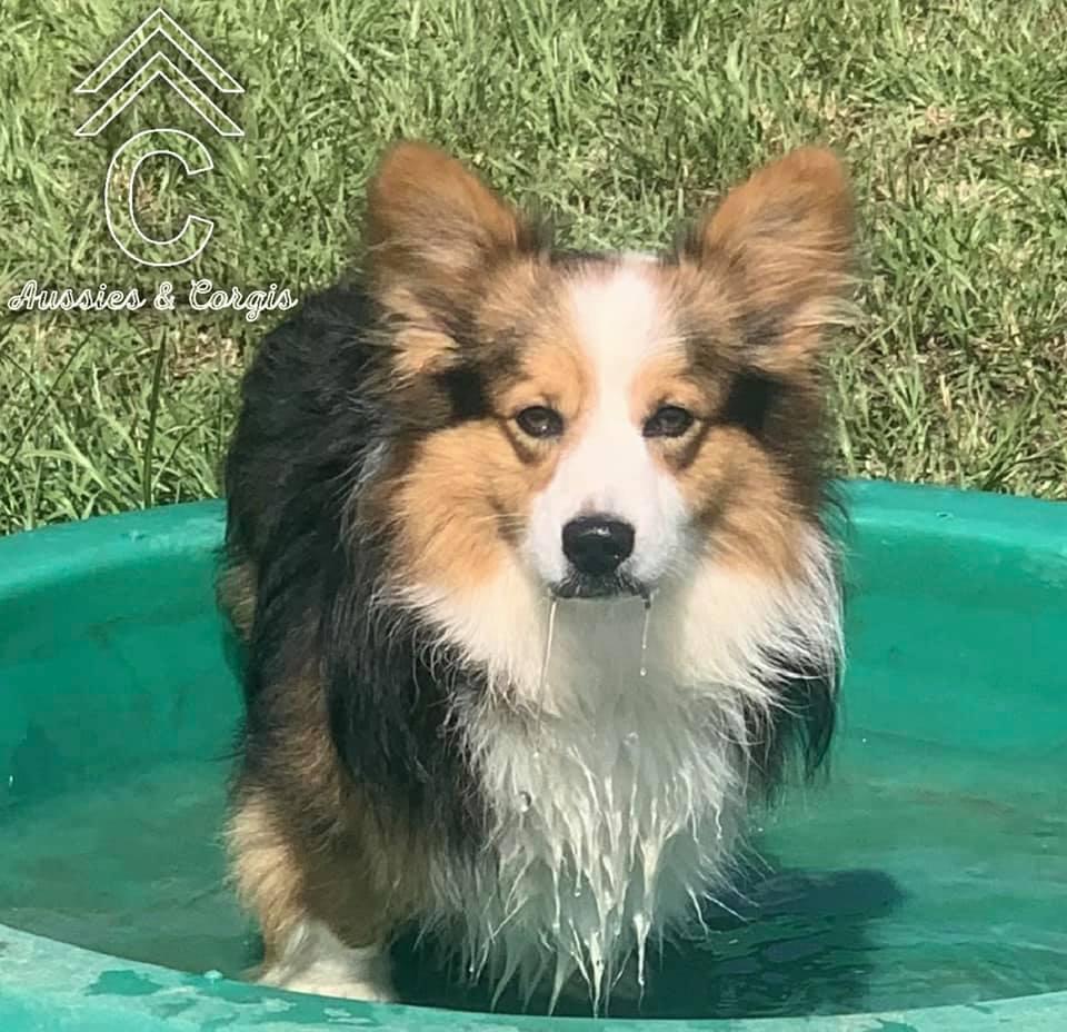 Rafter C Ranch Doxies in Texas | Dachshund and American Corgi puppies ...