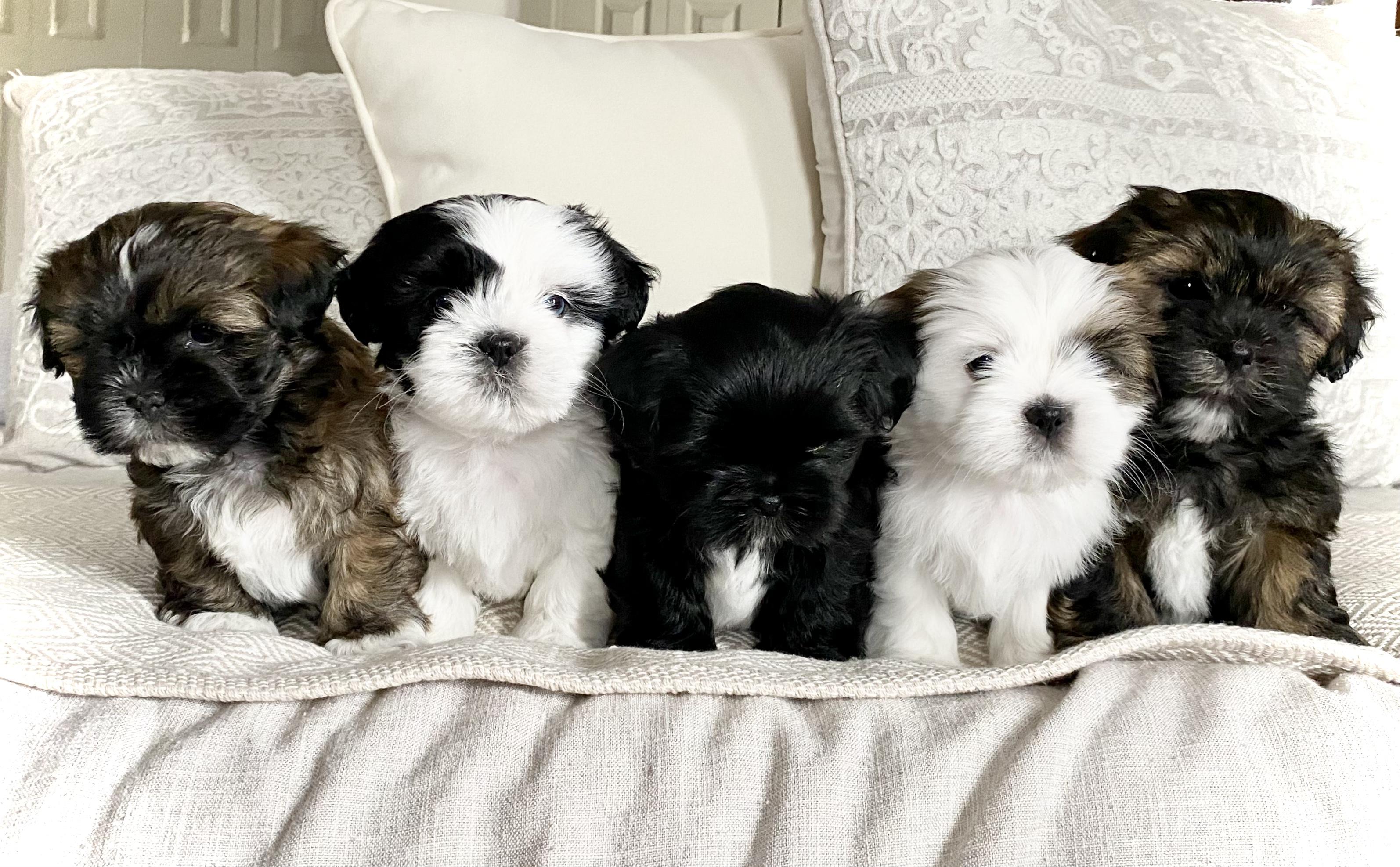 Judi’s Shichons in Pennsylvania | Shichon puppies | Good Dog