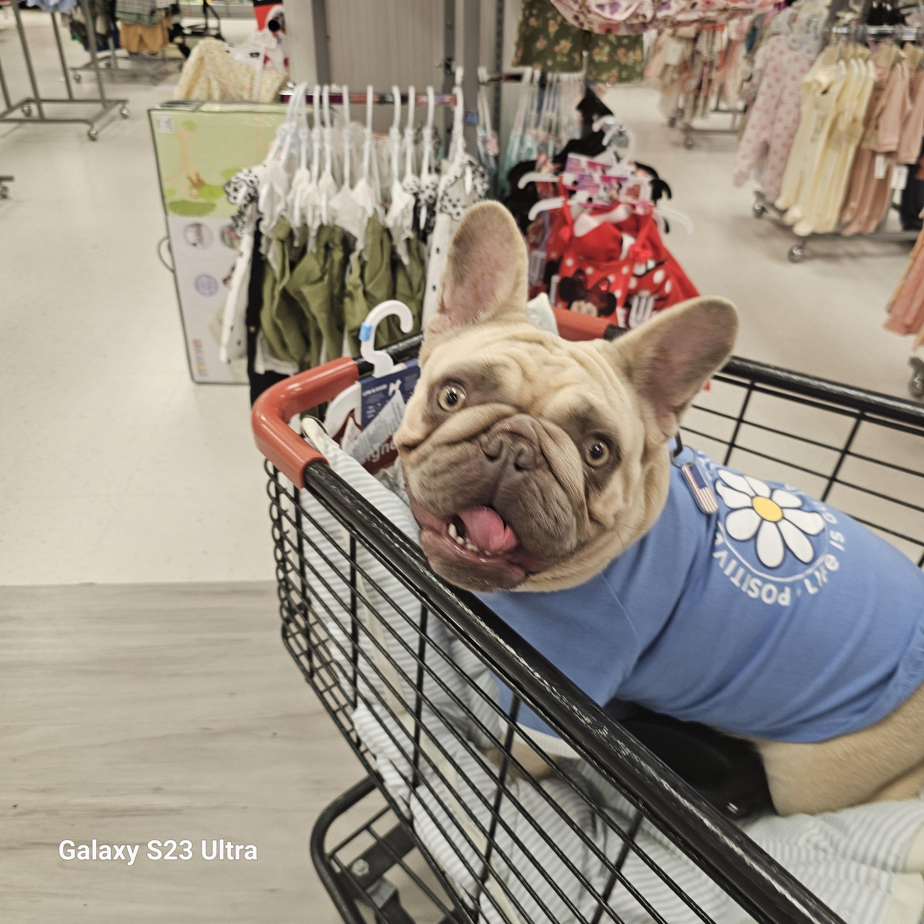 Moss Bulldog's Home in Alabama | French Bulldog puppies | Good Dog