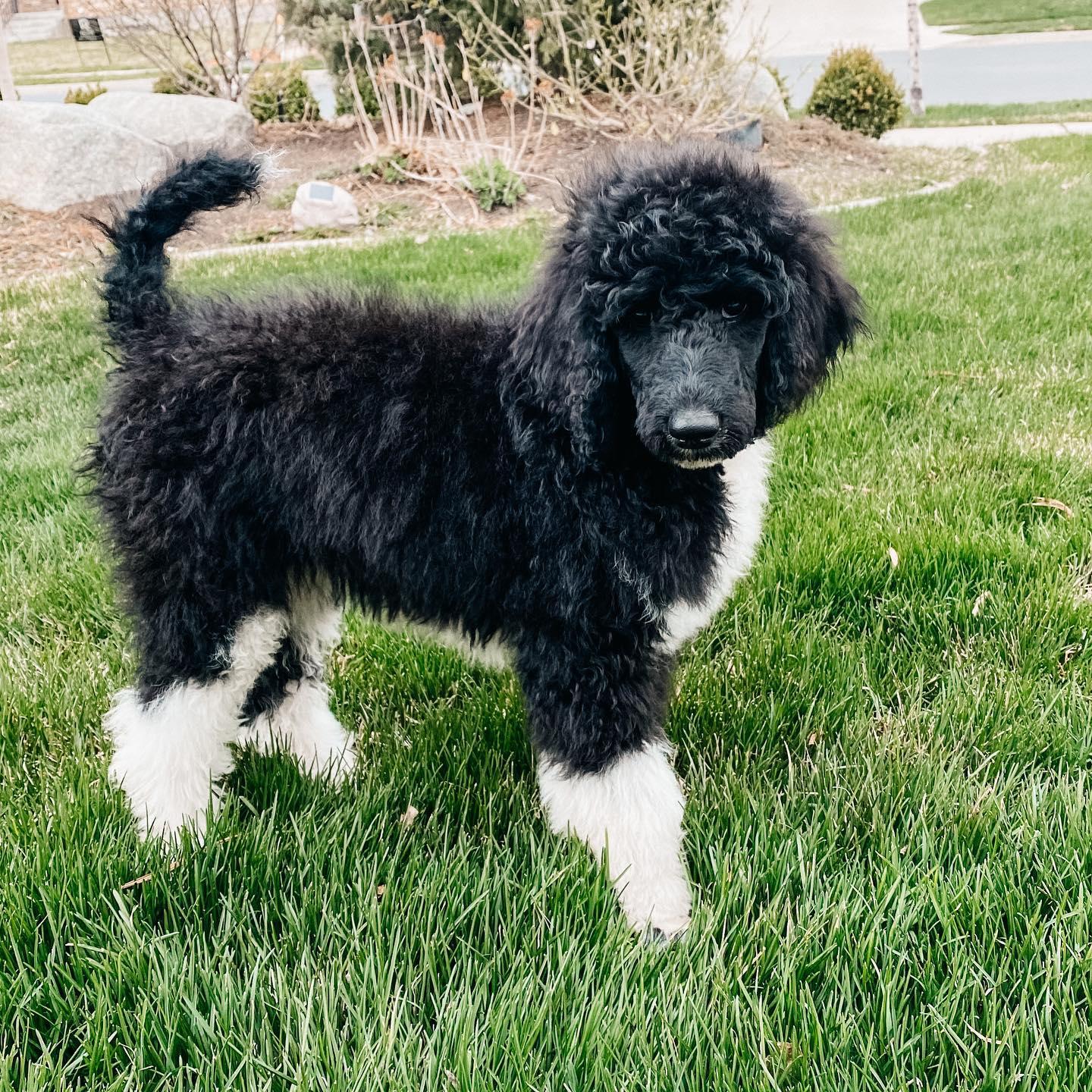 Utah Poodles in Utah | Poodle puppies | Good Dog
