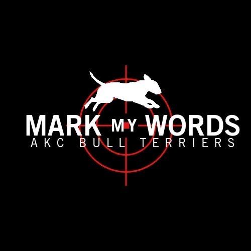 Mark My Words Bull Terriers in Washington | Bull Terrier puppies | Good Dog