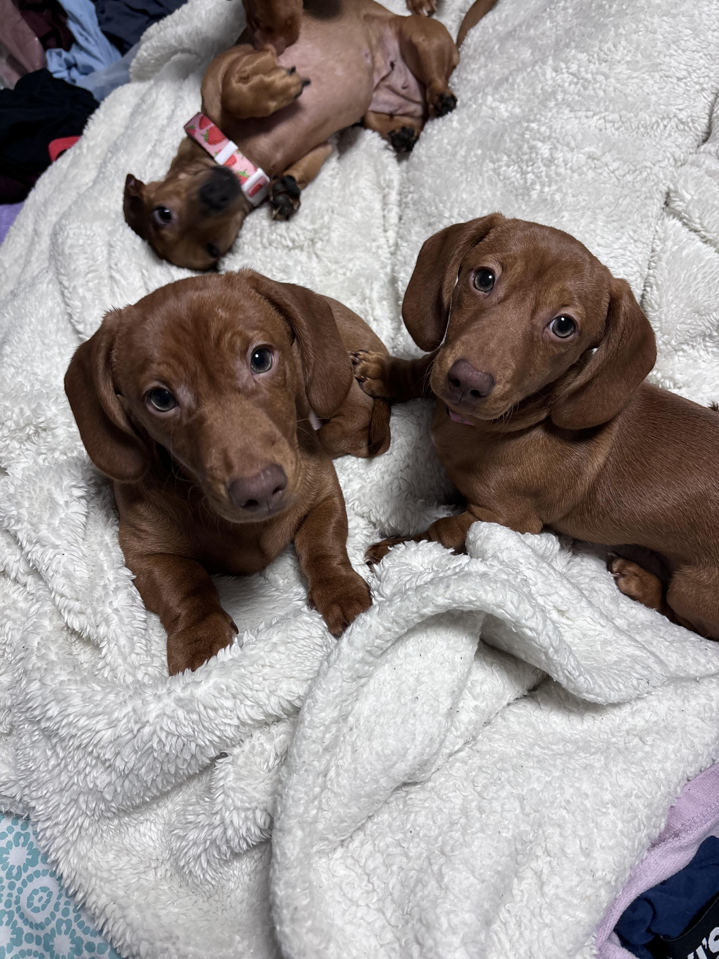 Mama Mabel’s Stable in Massachusetts | Dachshund puppies | Good Dog