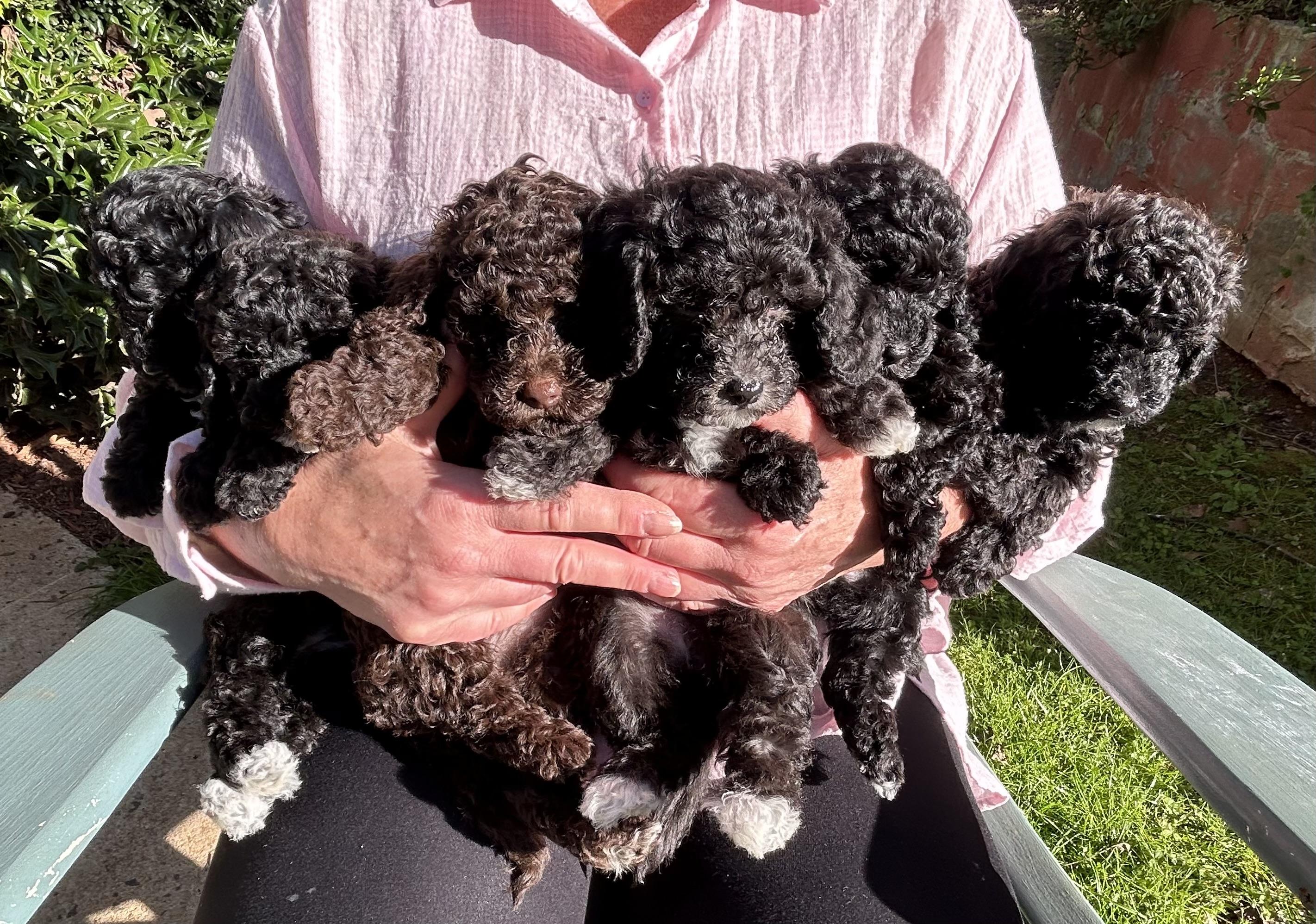 Our Darling Doodles in South Carolina | Goldendoodle puppies | Good Dog