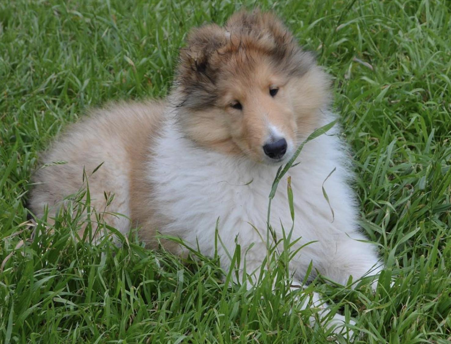 Tairis Collies in Texas | Collie puppies | Good Dog