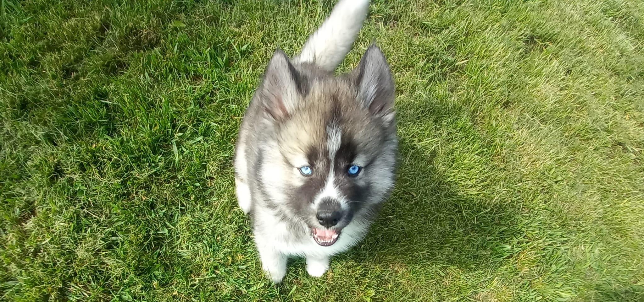 Stec's Siberian Husky Kennel in Michigan | Siberian Husky puppies ...