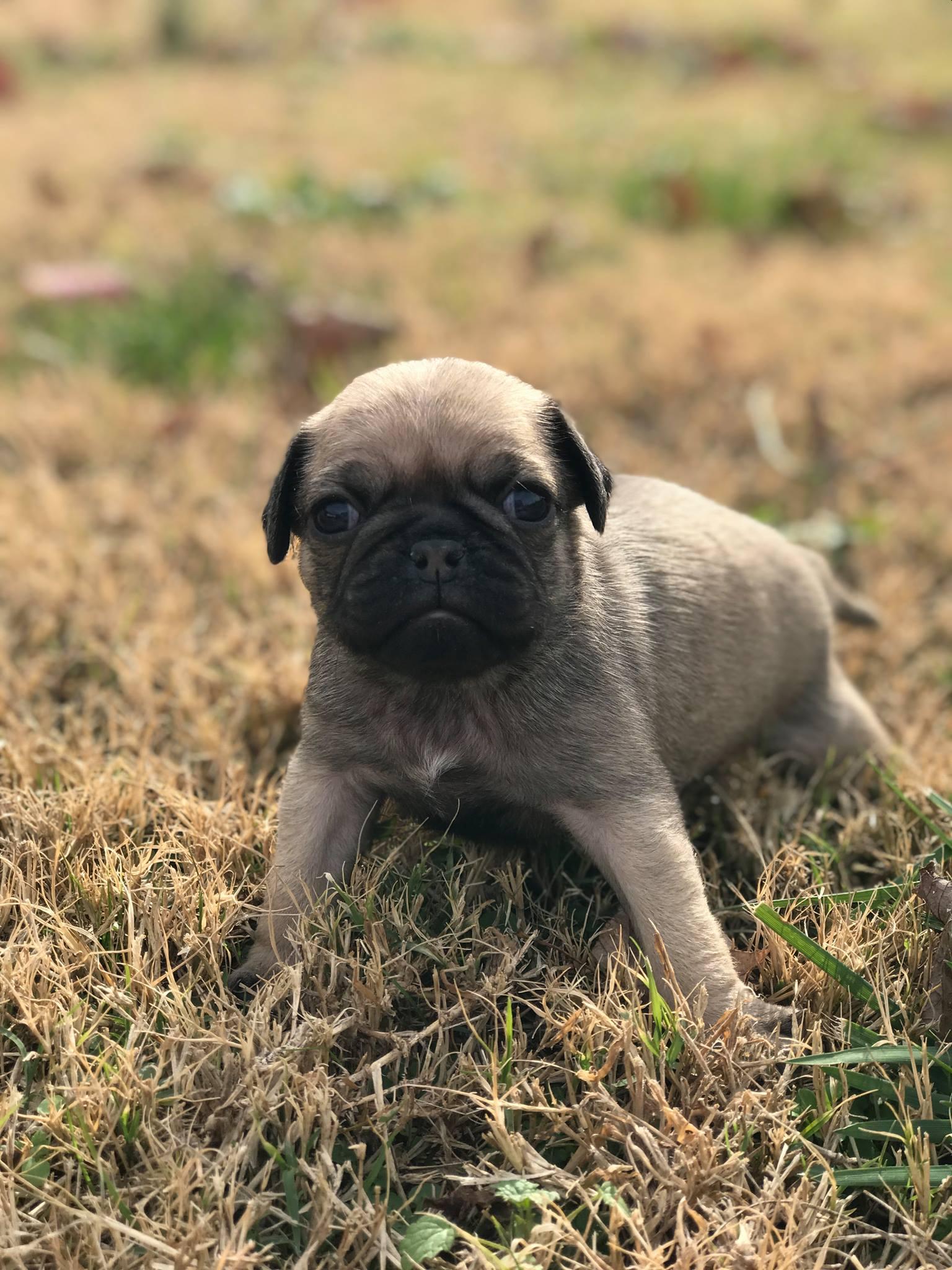 Love Pugs in North Carolina | Pug puppies | Good Dog