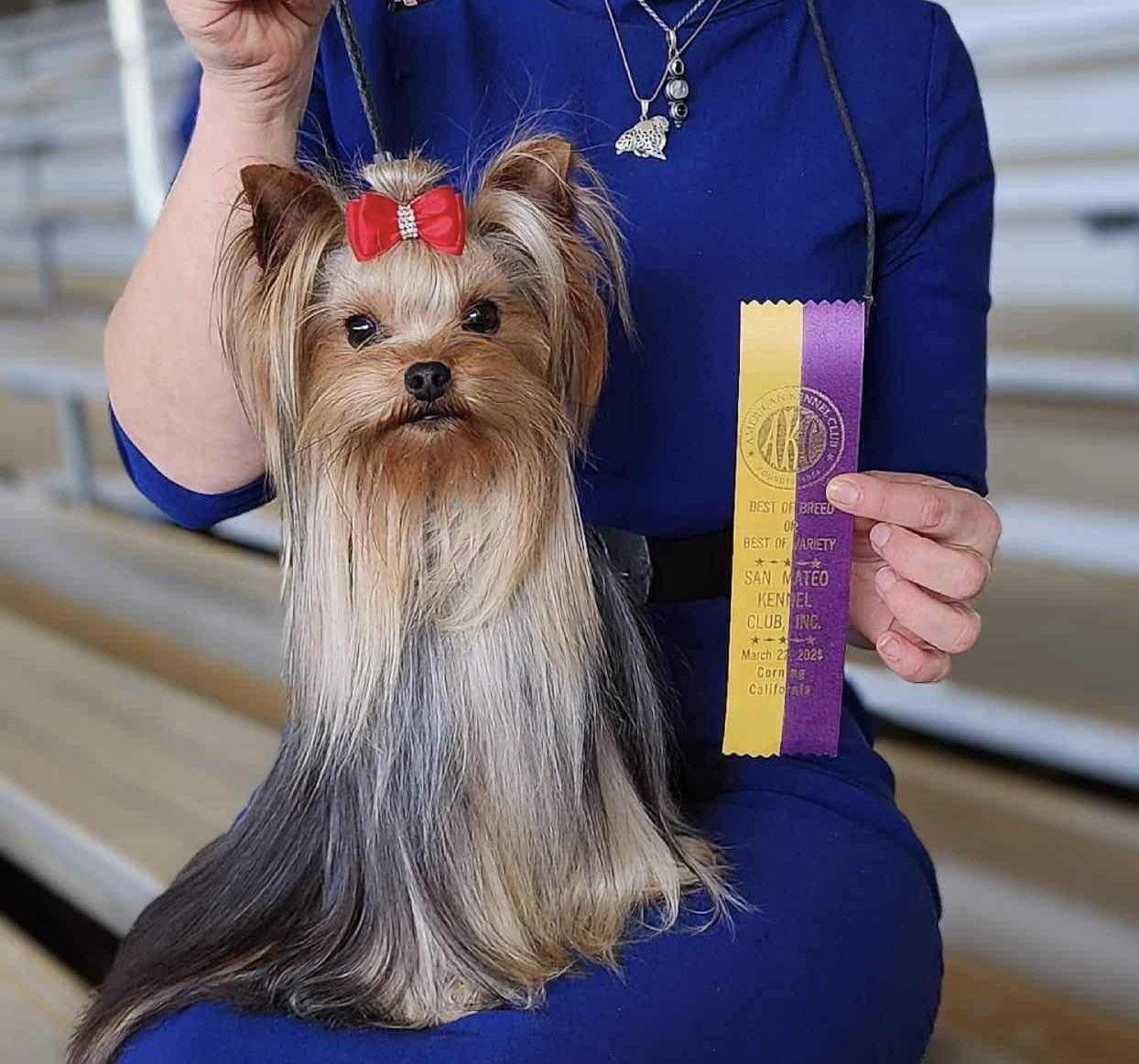 Real Yorkies of NorCal in California | Yorkshire Terrier puppies | Good Dog