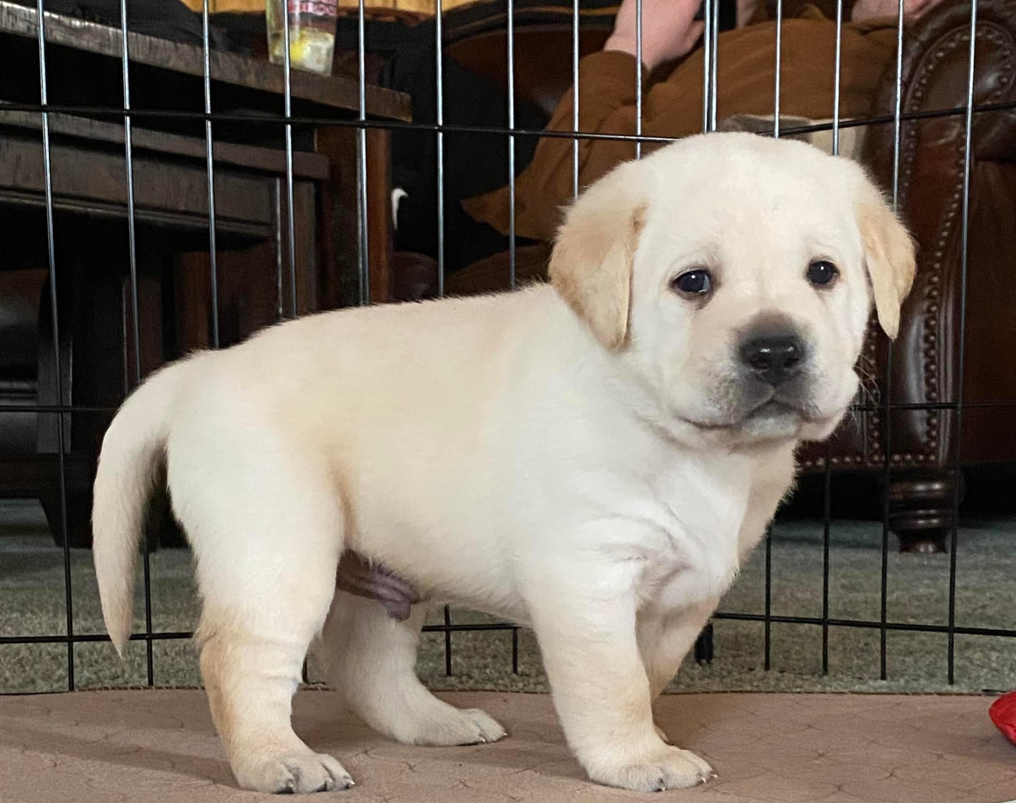 Mountain Breeze Labradors in Montana | Labrador Retriever puppies ...