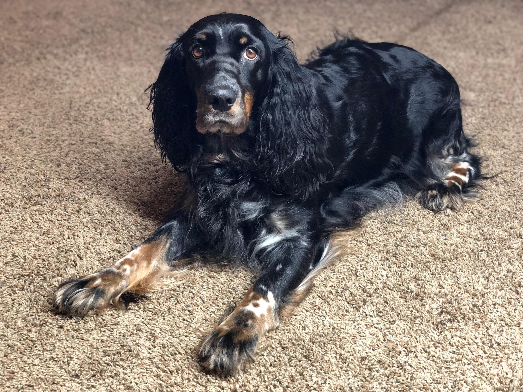Eden Springer Spaniels in Michigan | English Springer Spaniel puppies ...